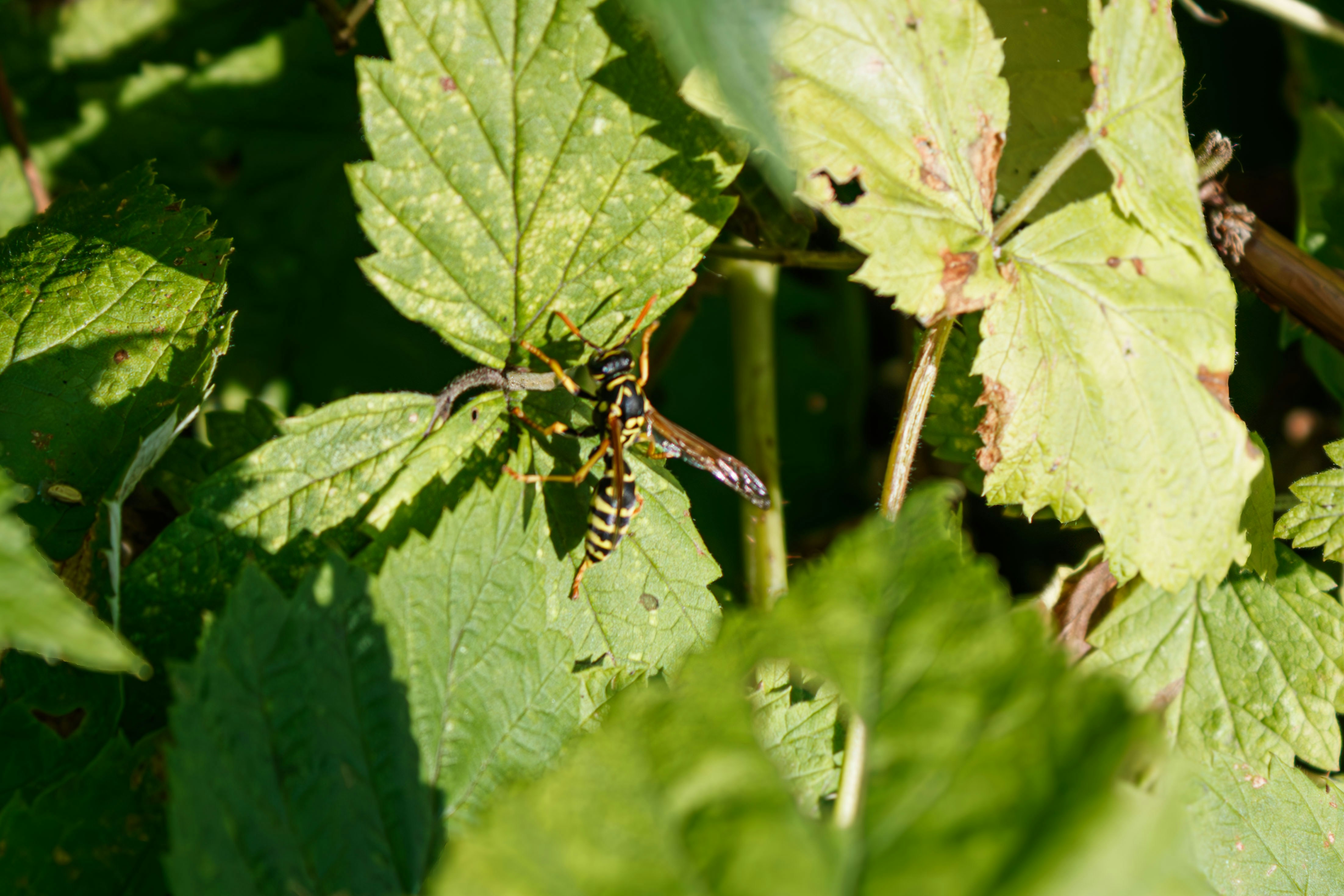 Wasp on a Green Corridor: a Macro Moment among Leaves