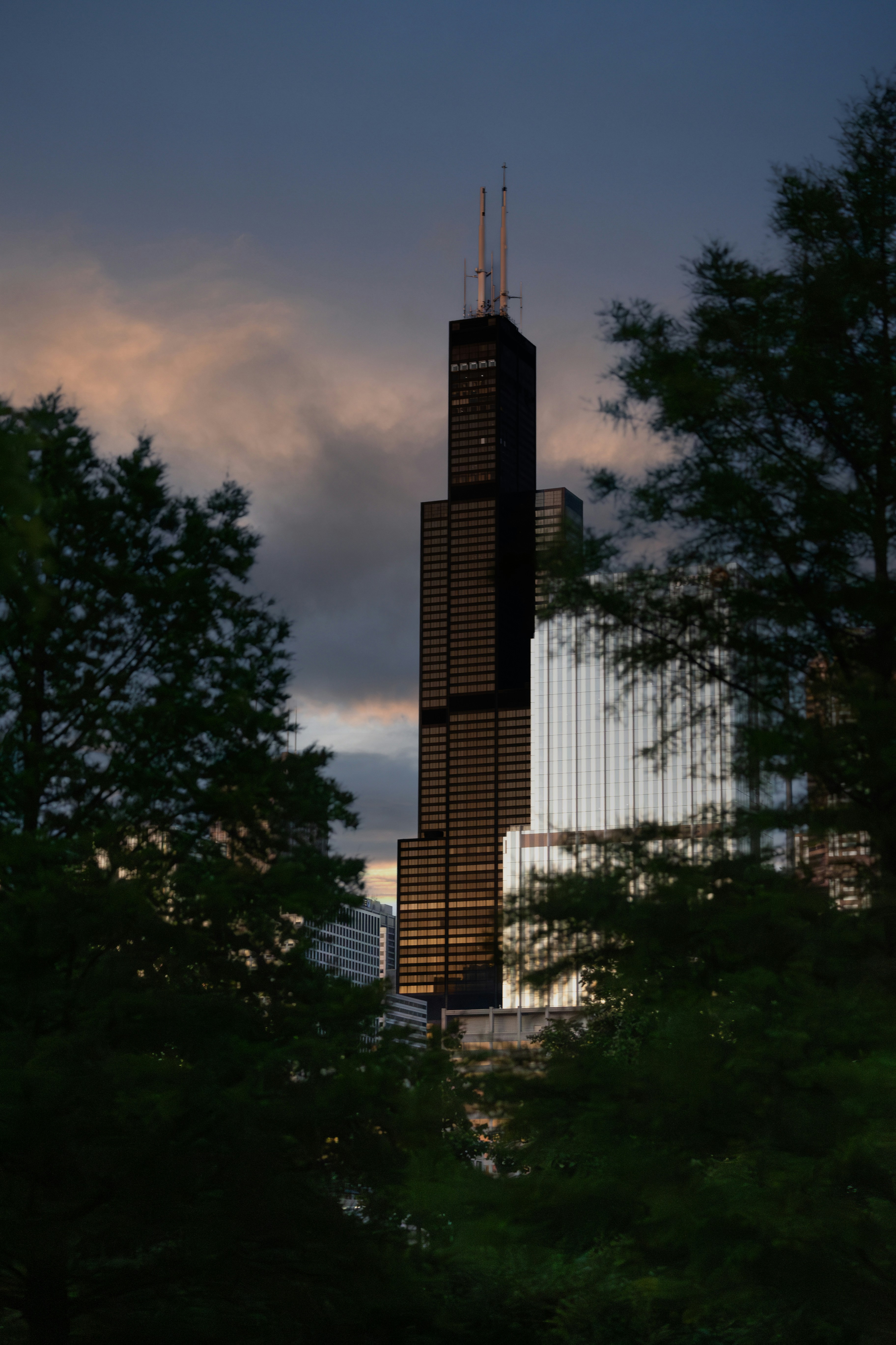 Dusk Through the Canopy: Willis Tower Rising Beyond the Tree Line
