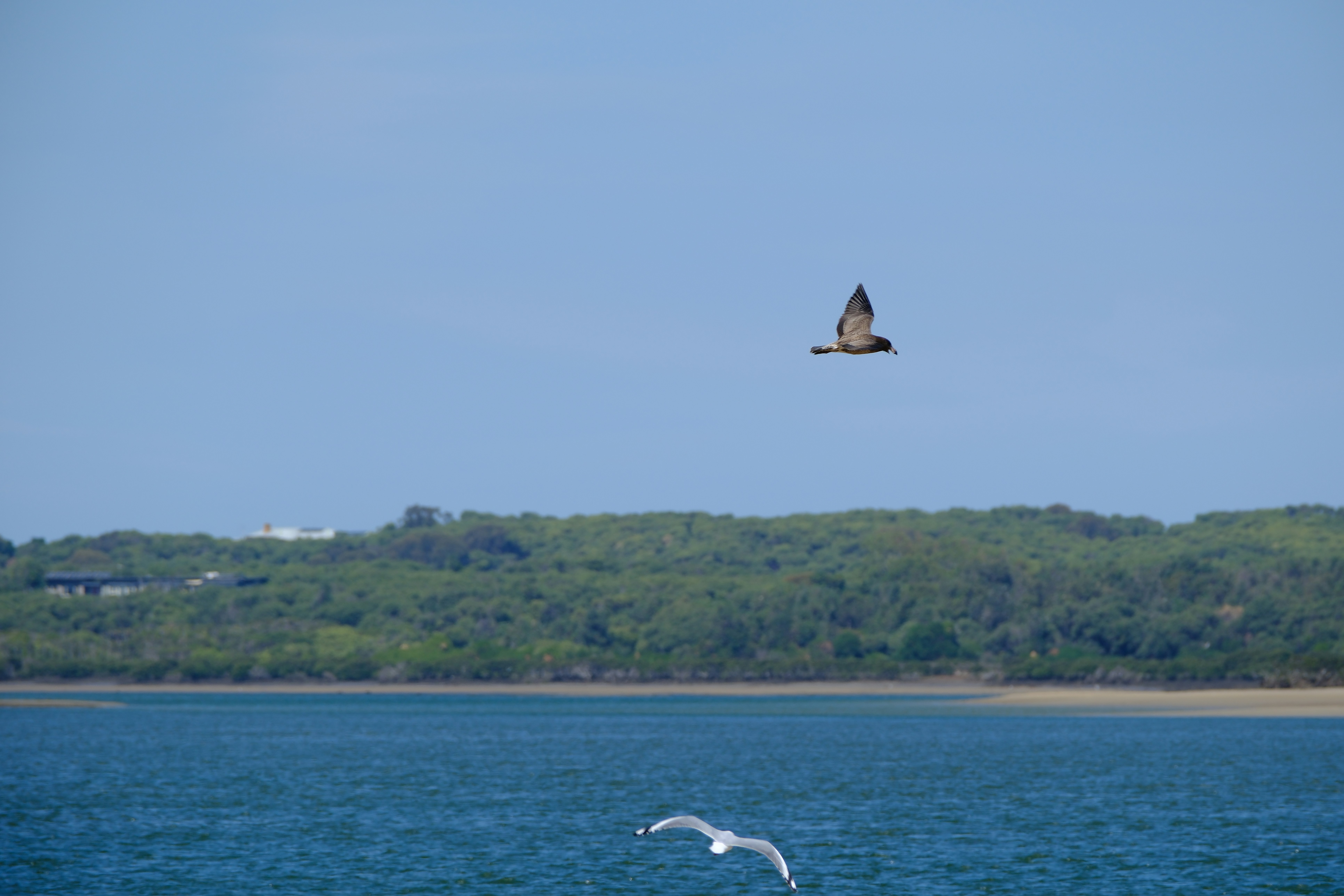 Glide Over the Blue Bay: A Seabird in Profile