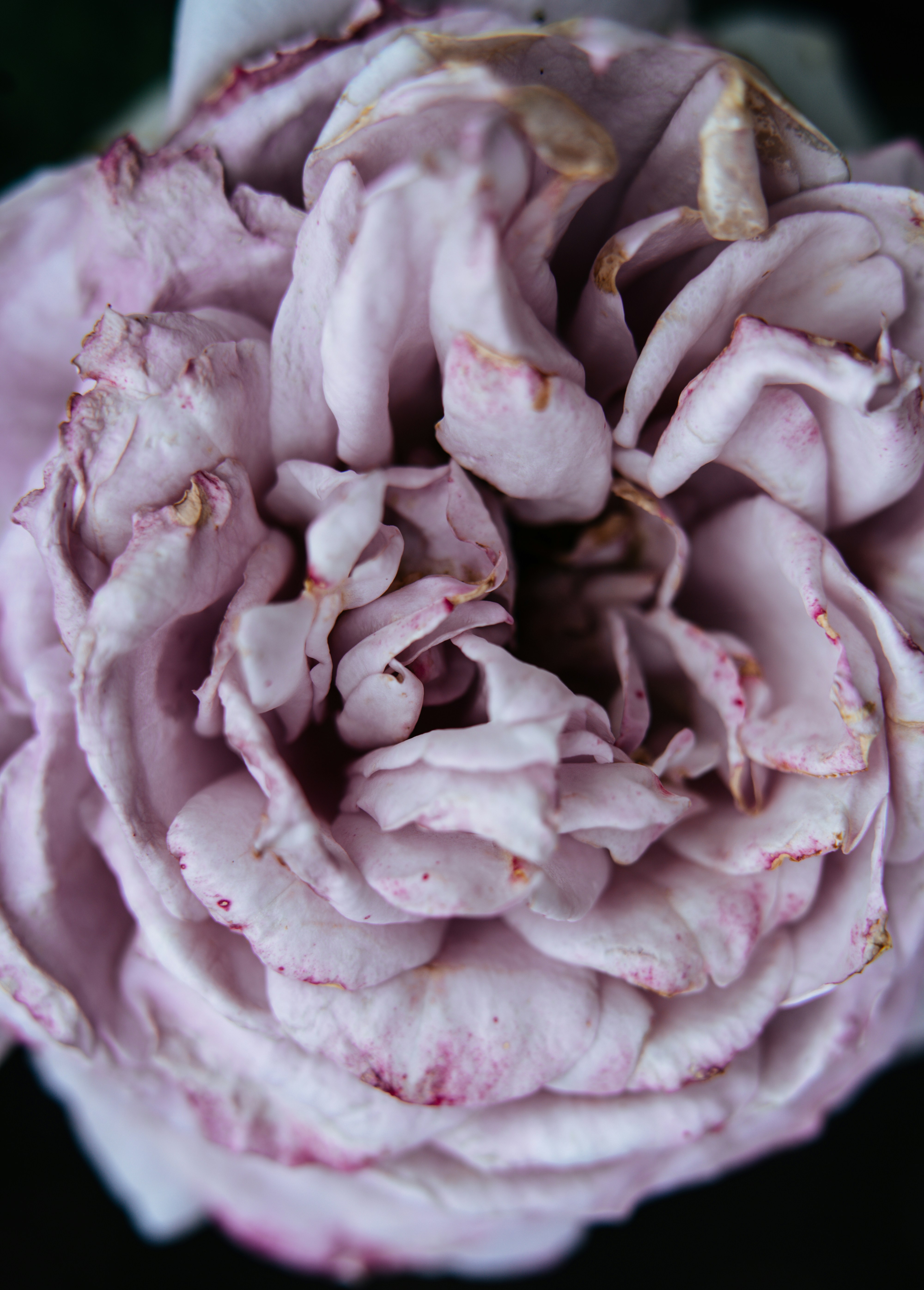 Soft Rosette: a close capture of pink peony petals in decay and detail
