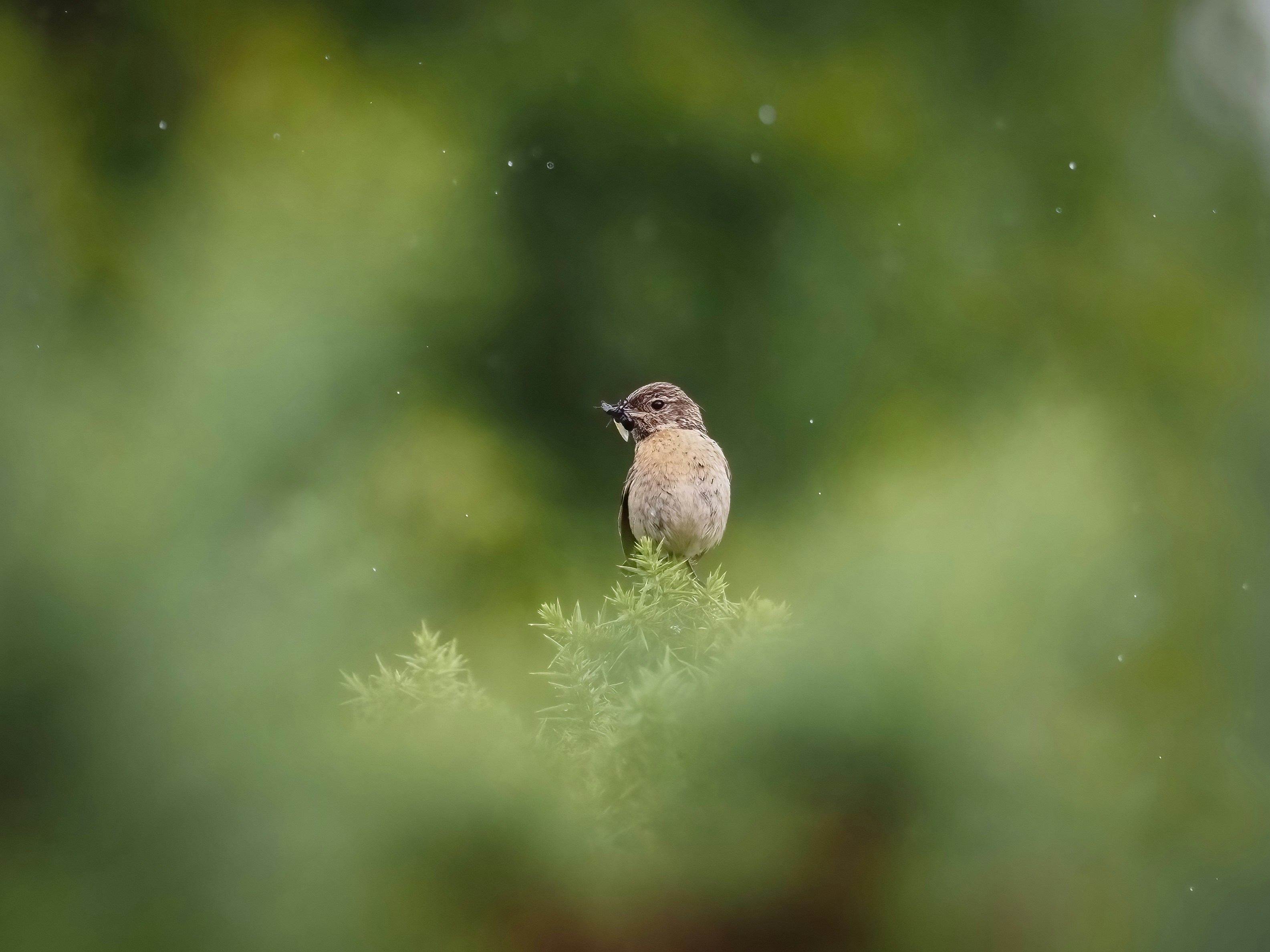 Small songbird perched on a pine sprig, surrounded by soft green bokeh that isolates the subject against a natural backdrop.