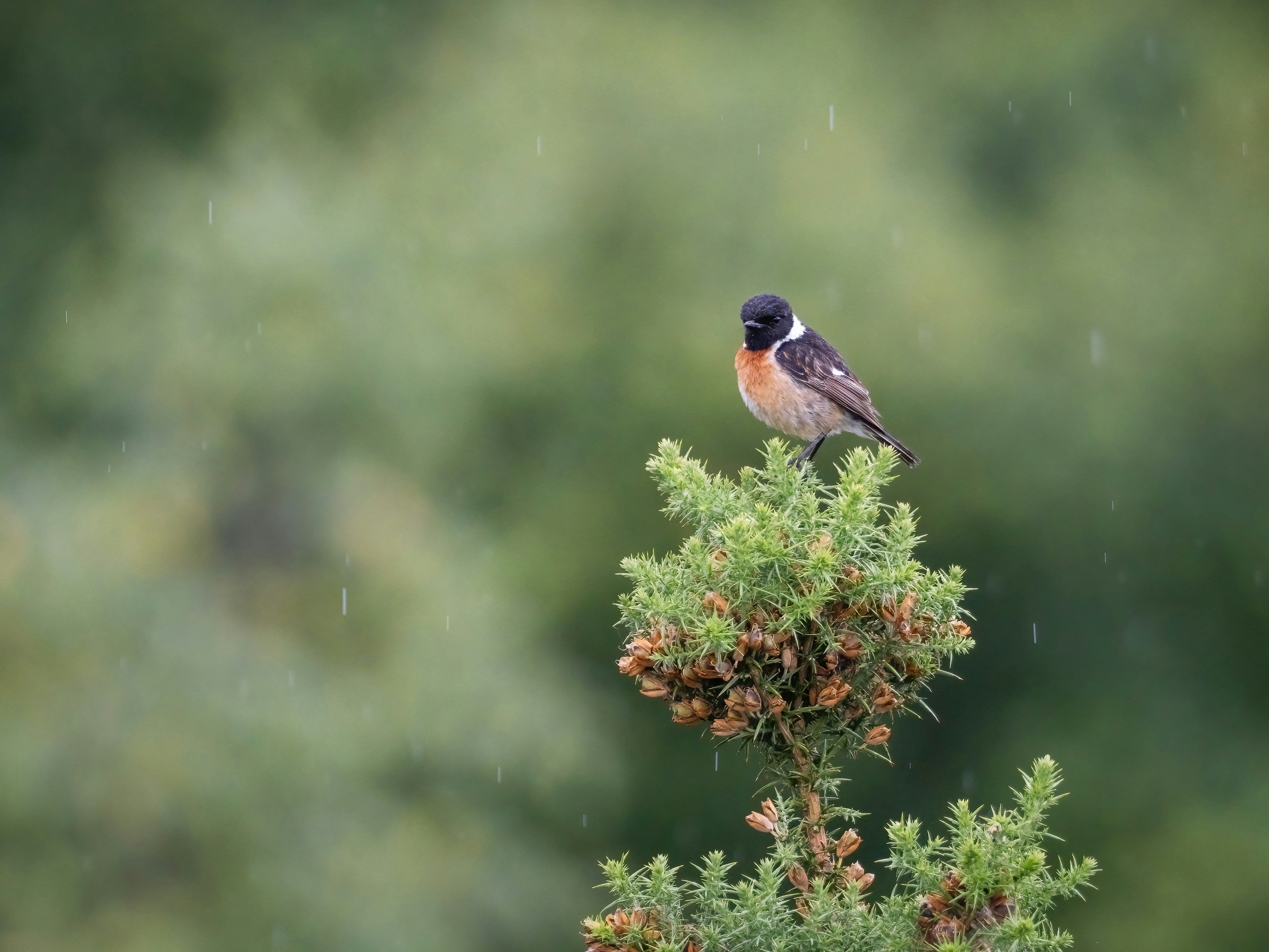 Tiny Bird on a Conifer Spire in Soft Rain