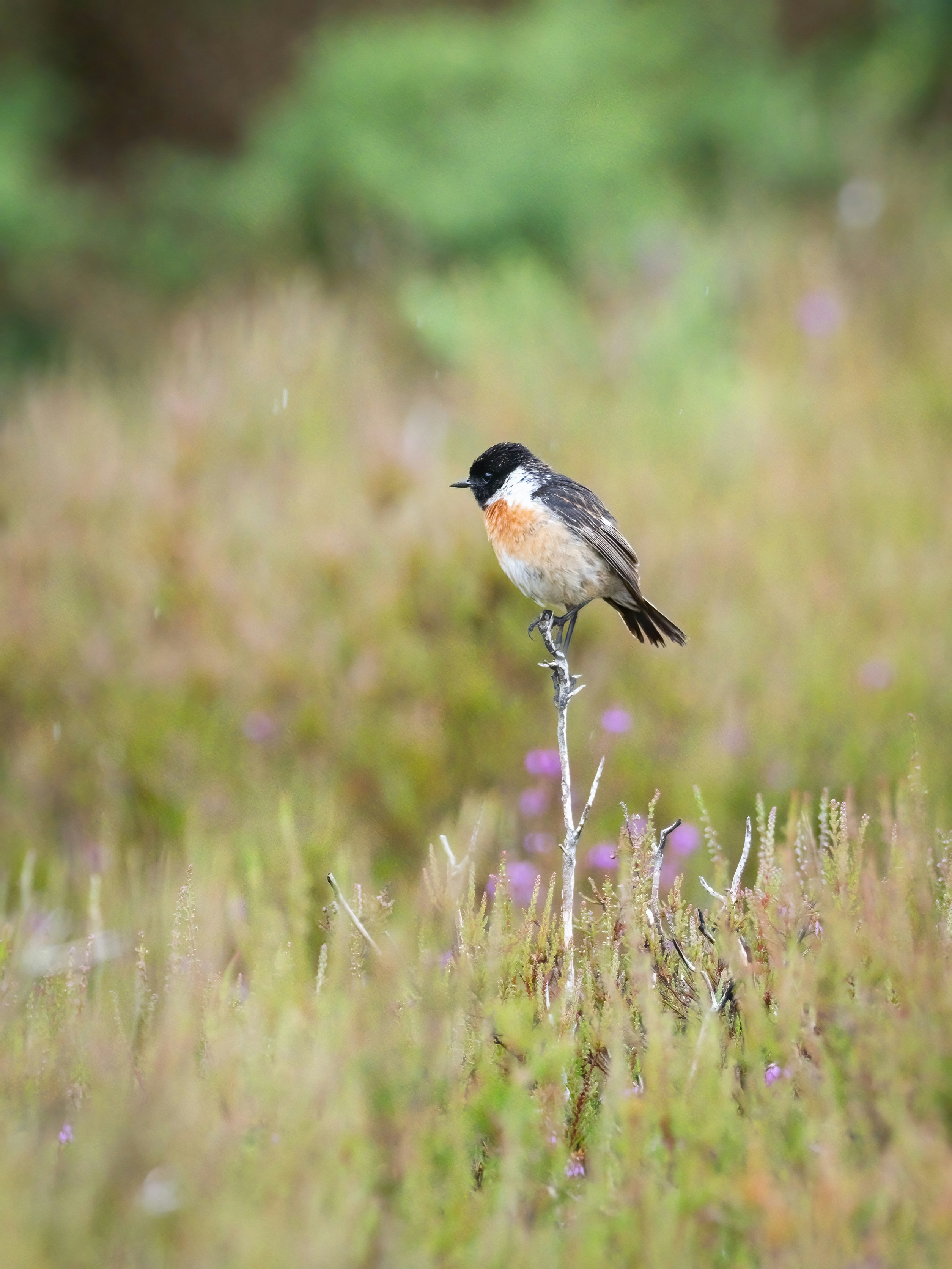 A small bird perched on a slender twig amidst a vibrant field of wildflowers, showcasing the delicate balance of wildlife and flora.