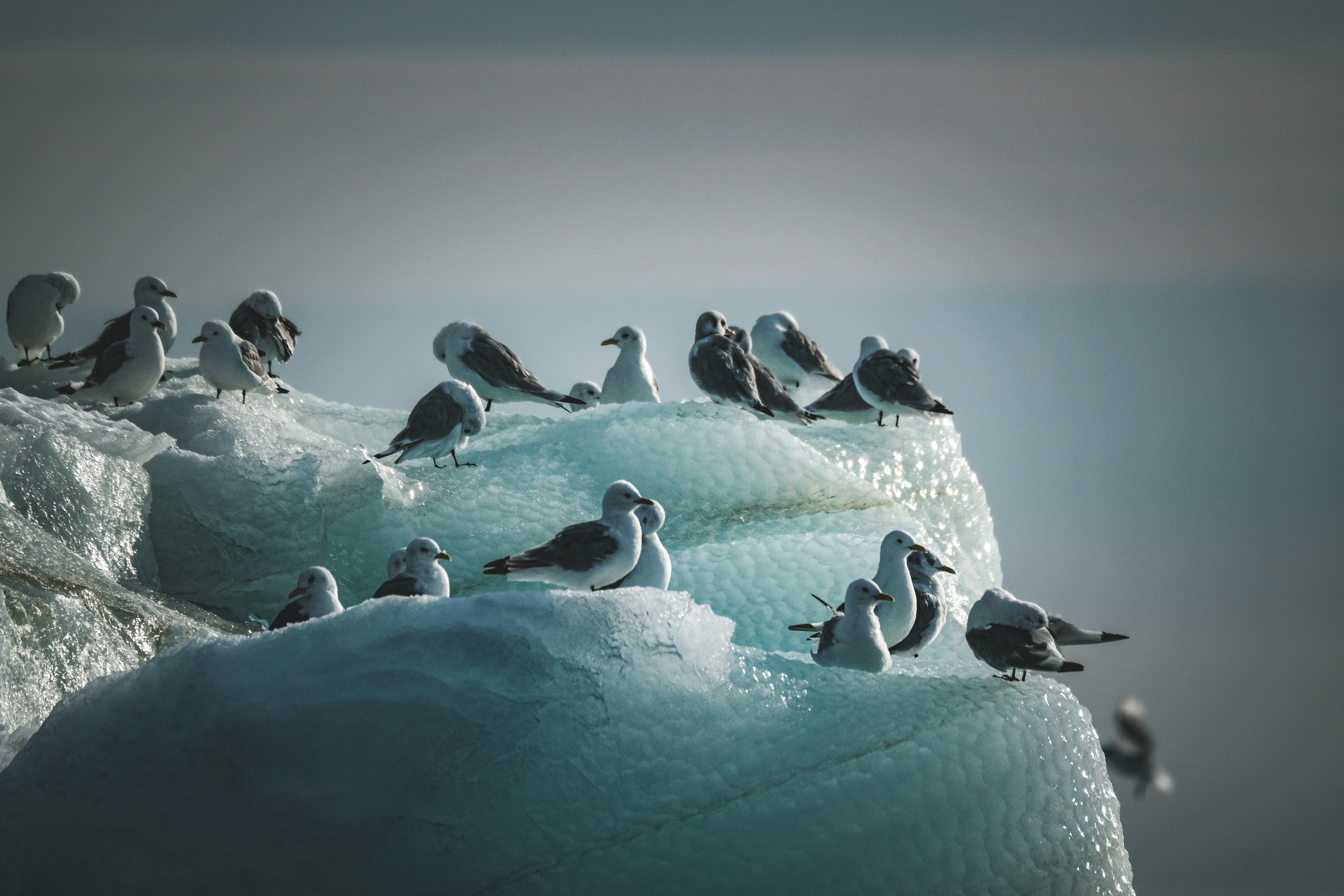 A flock of birds sitting on top of an iceberg photo – Free Nature Image ...