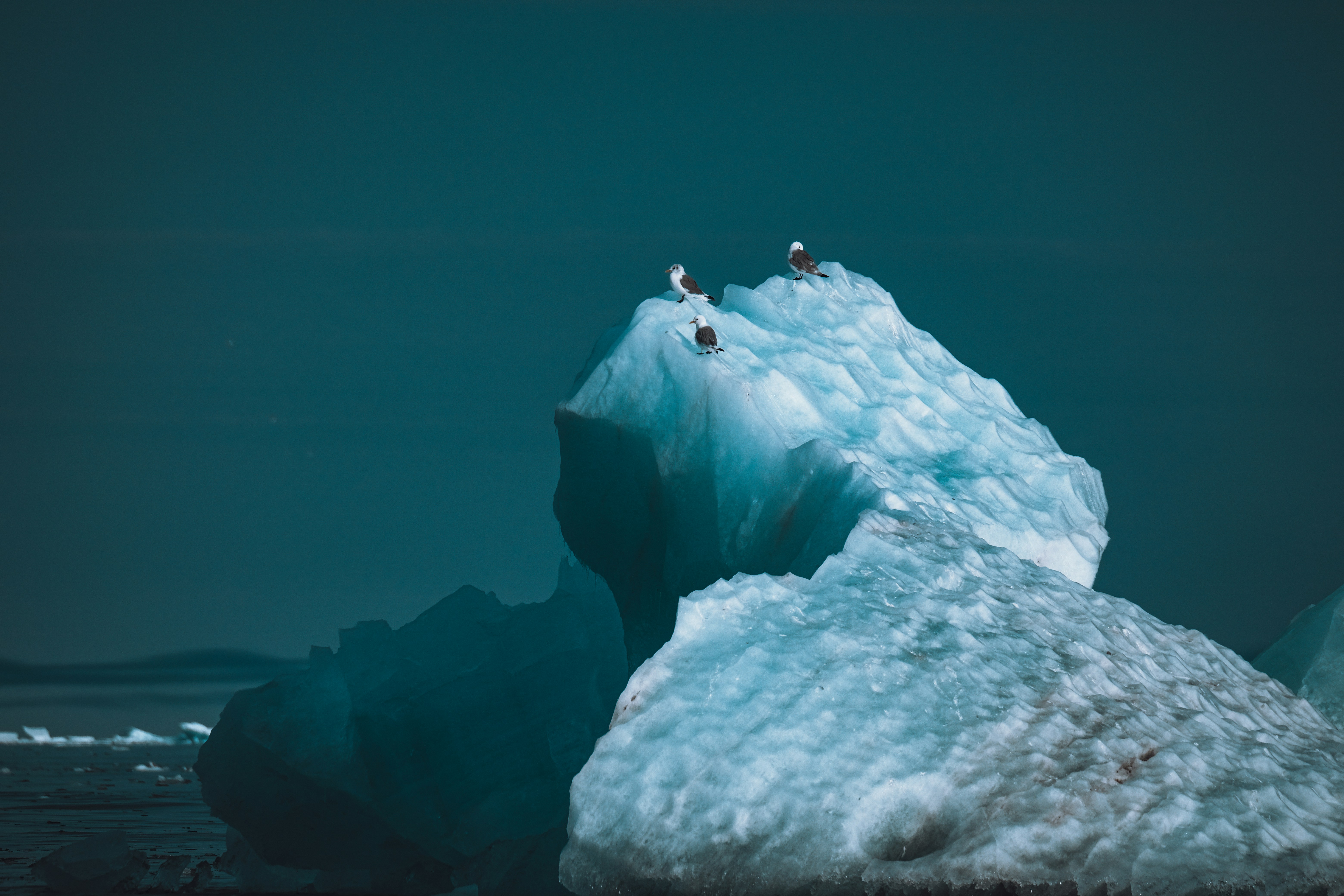 A group of birds sitting on top of an iceberg photo – Free Nature Image ...