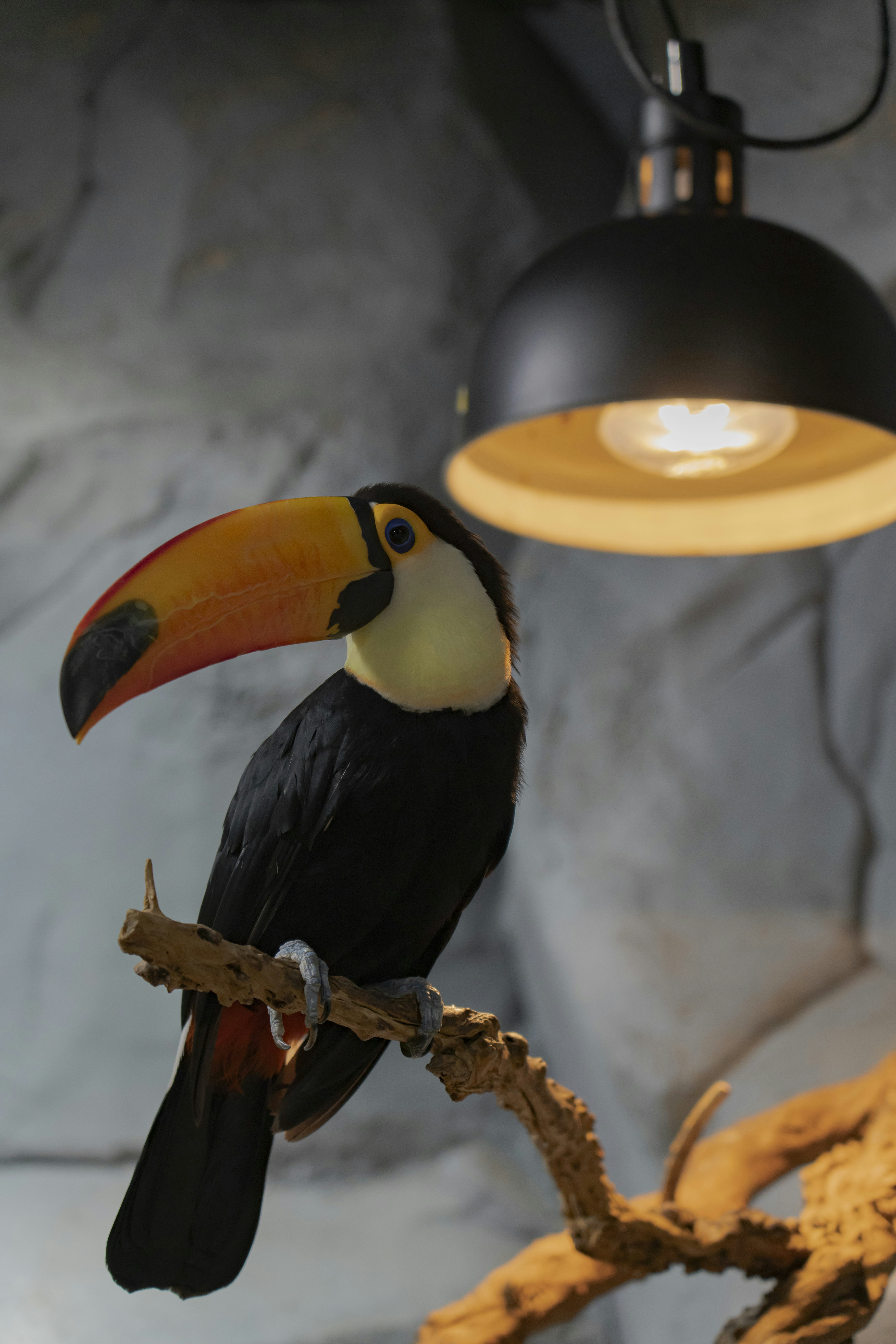 Tropical Beak in Warm Glow: A Toucan Perched Under an Indoor Lamp