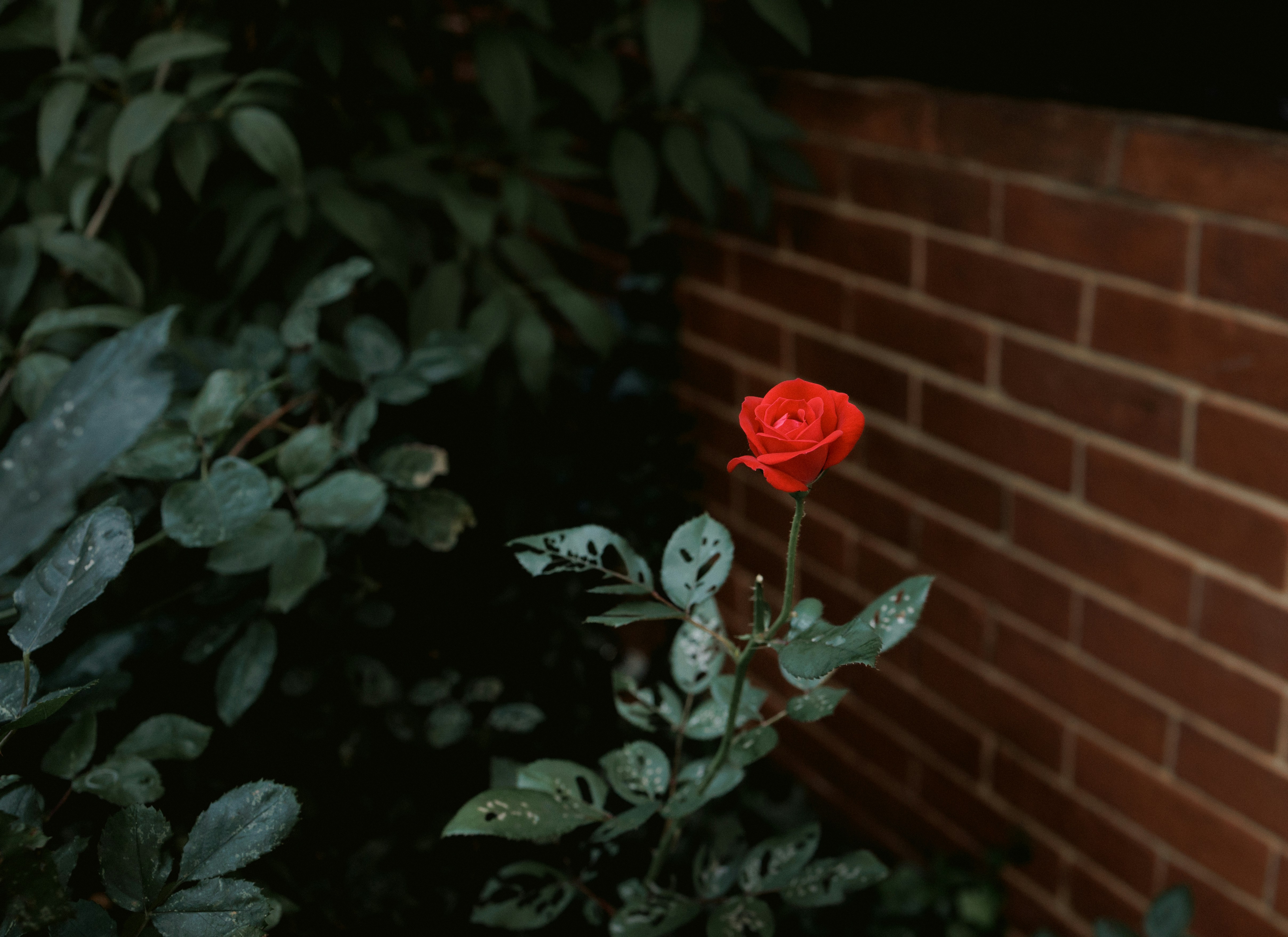Crimson Rose Framed by Brick and Shadow