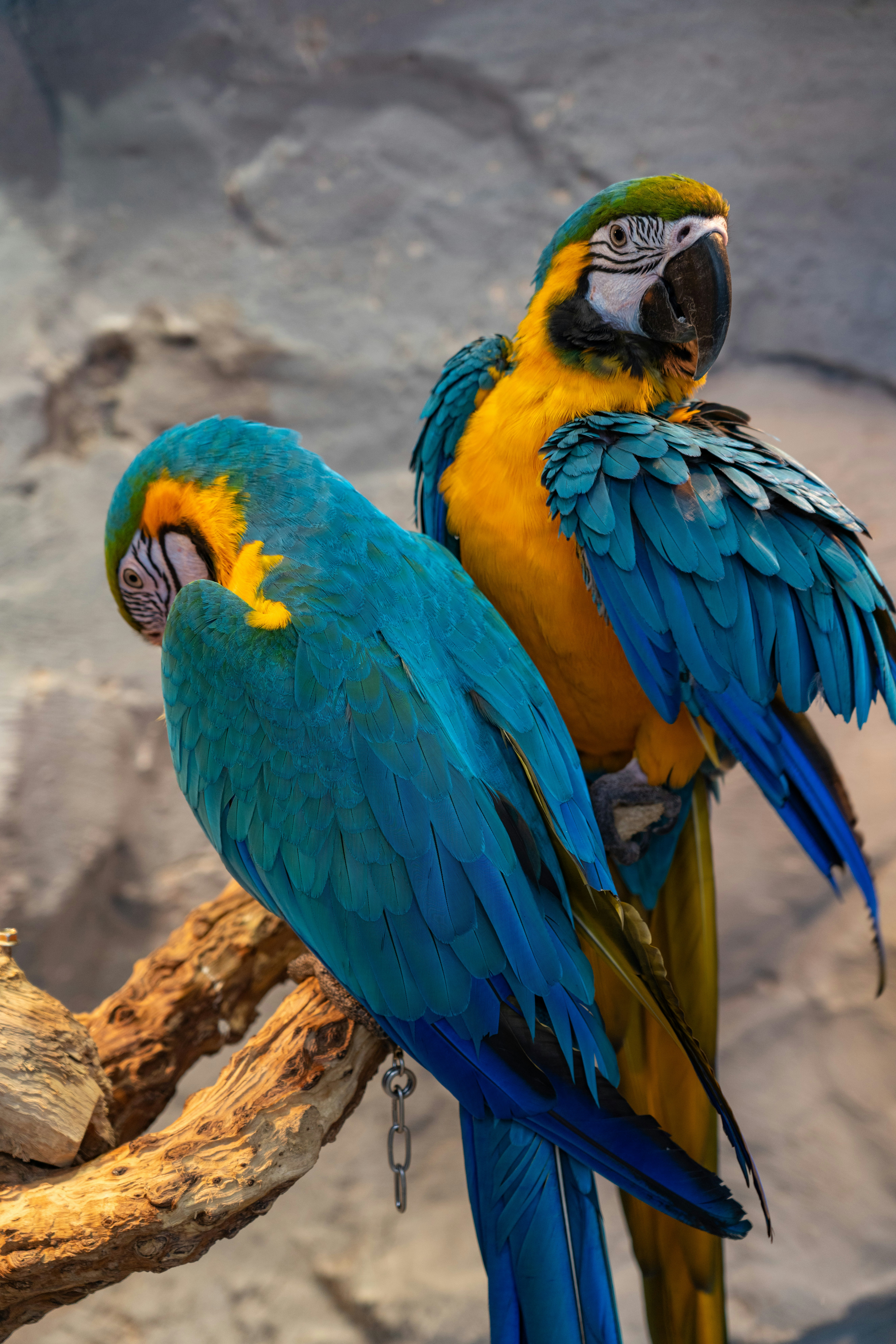 Azure and Gold Macaws Perched on a Weathered Branch