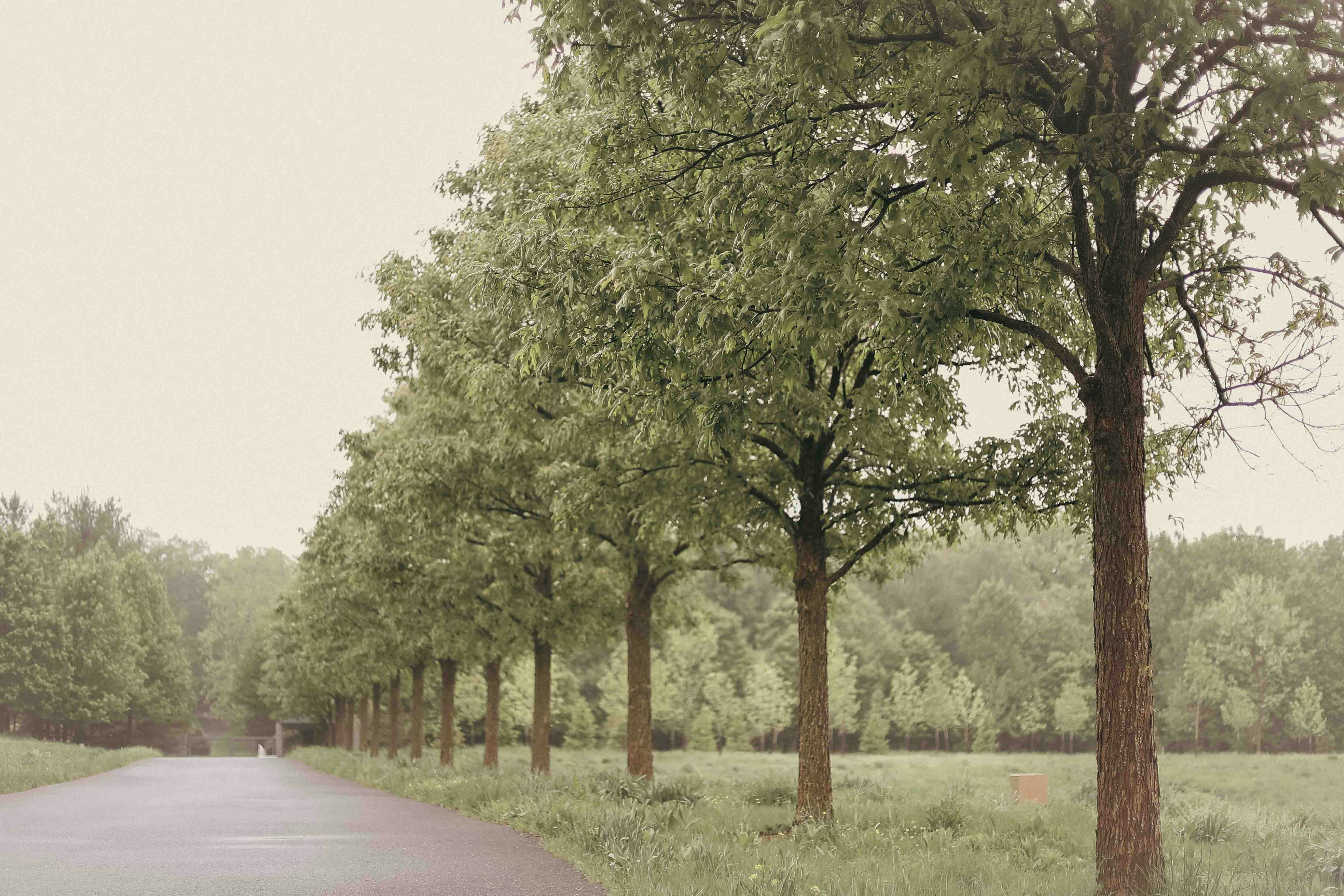 An empty road with trees on both sides