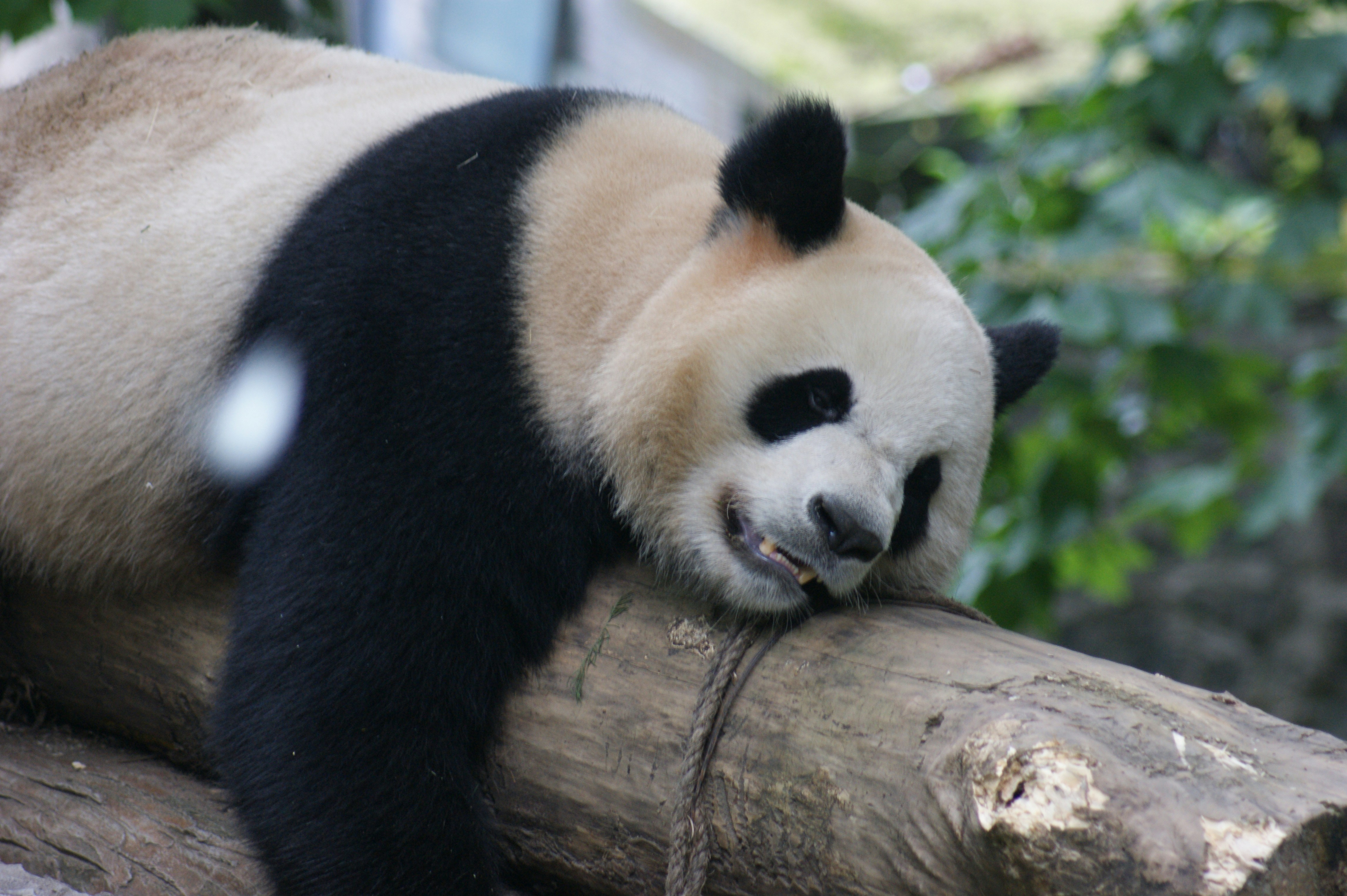 Panda's Quiet Pause on a Weathered Log