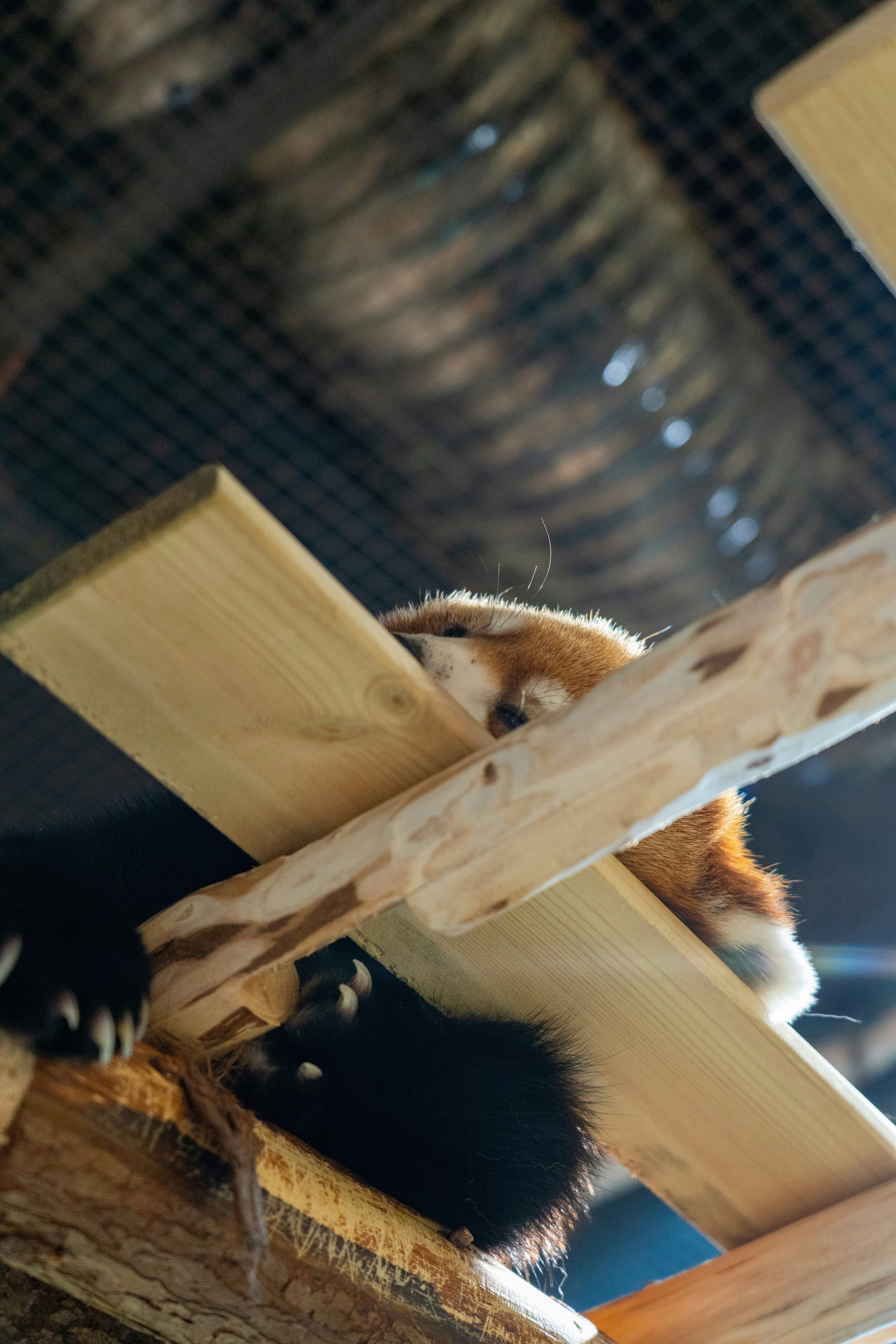 Panda Peek Through Timber: A Quiet Moment in the Enclosure