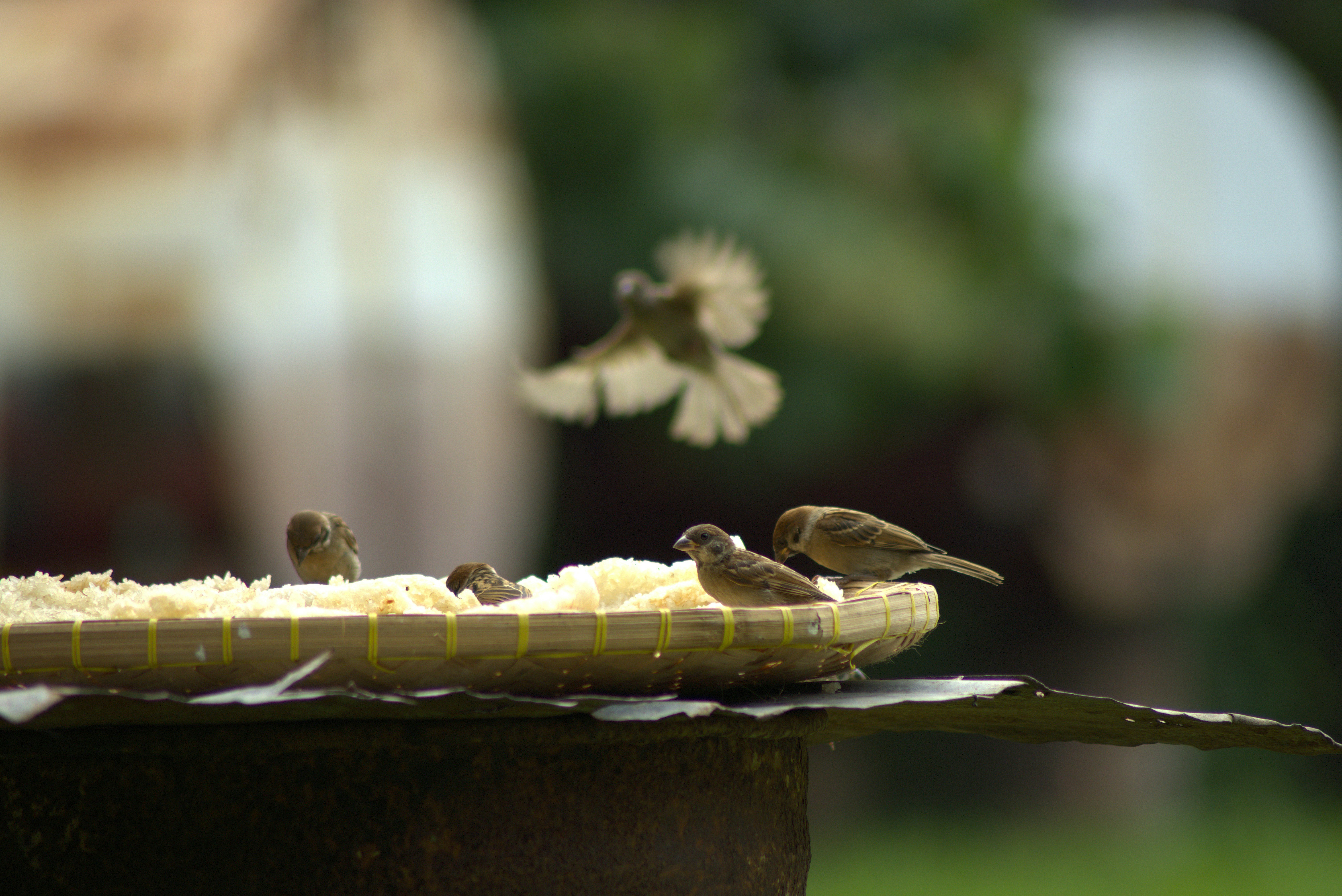 Birds Eating Pictures | Download Free Images on Unsplash