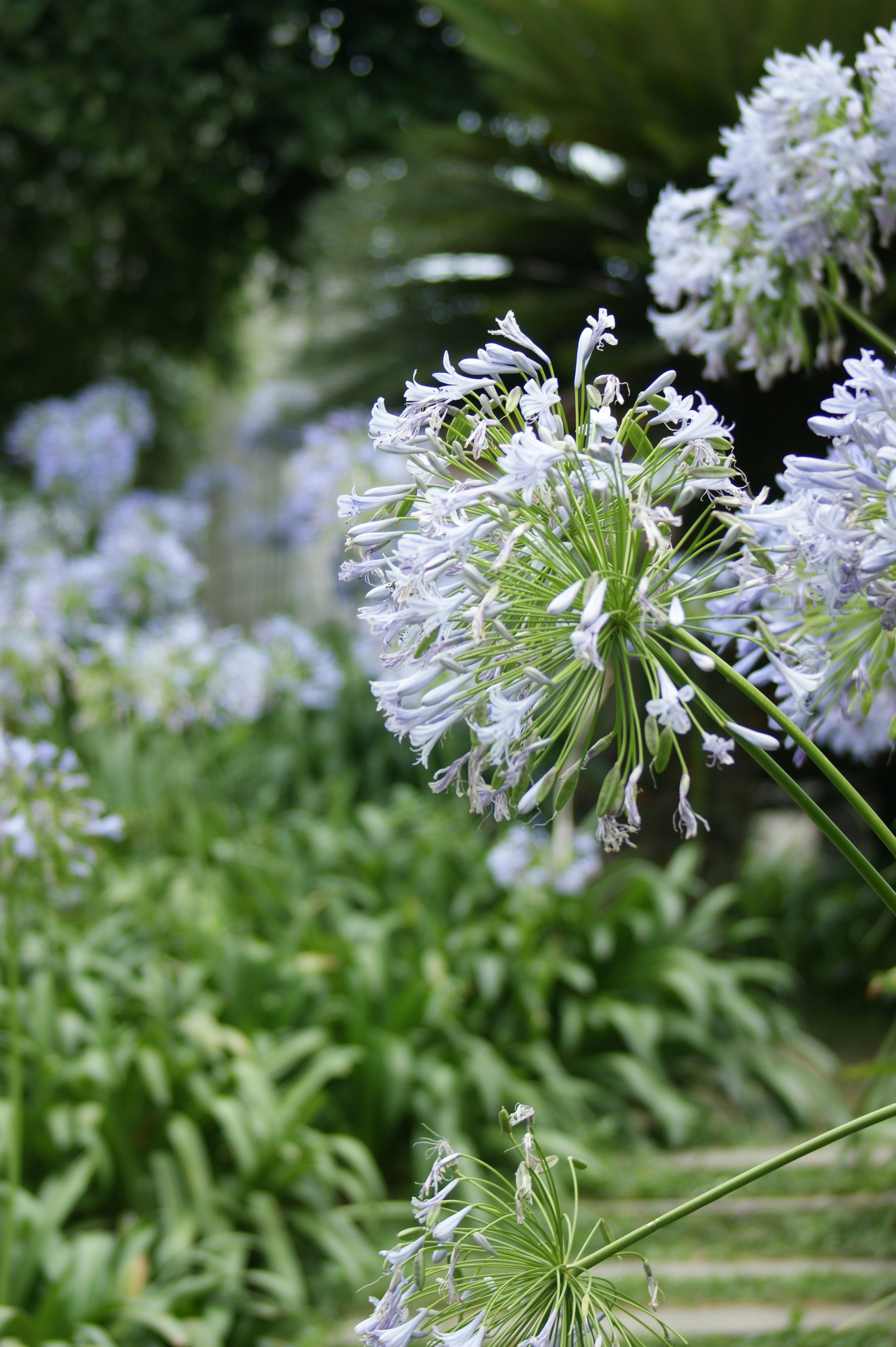 Astral Alliums: the Galaxy of White Blooms in Soft Focus