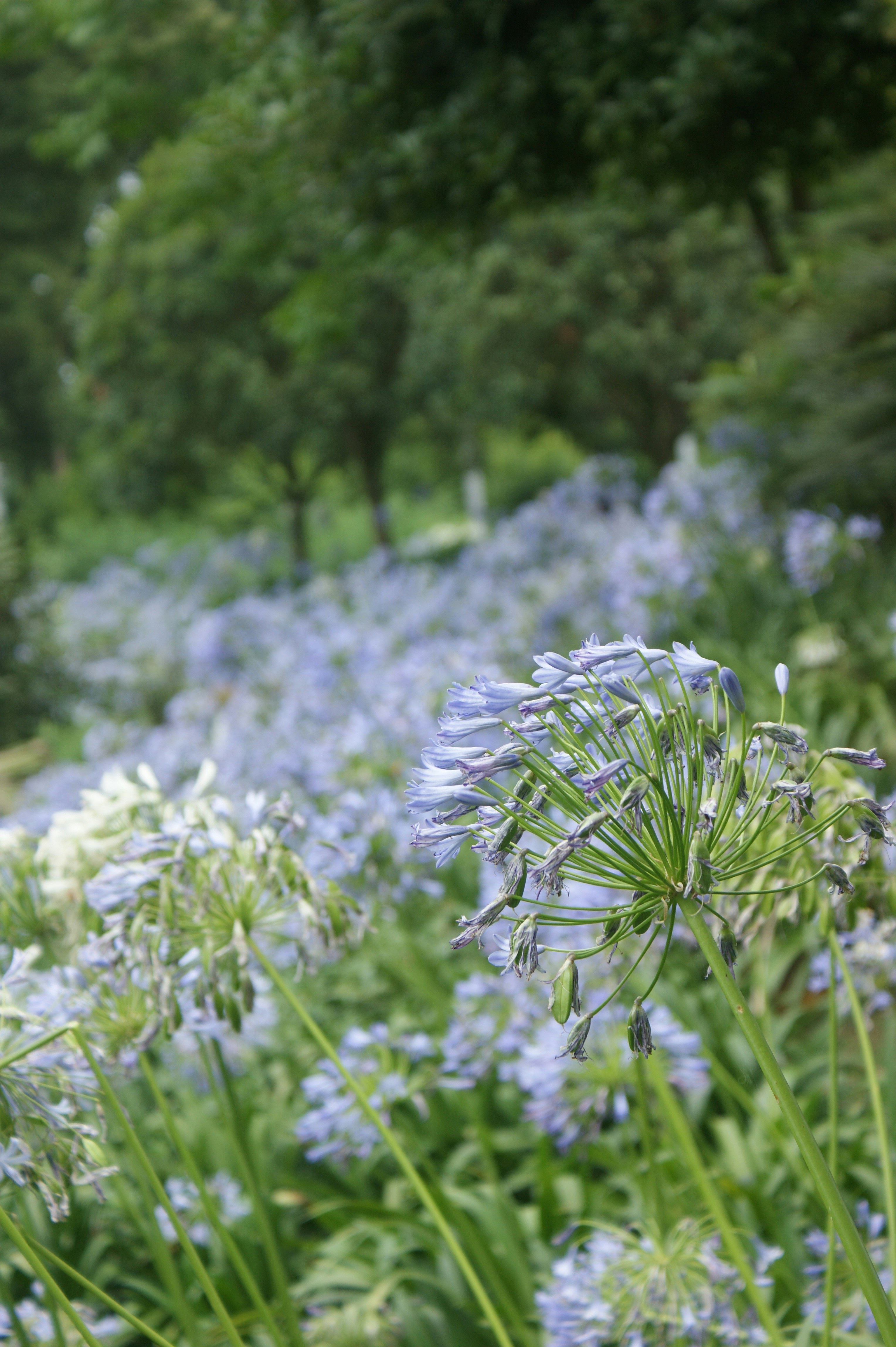 Blue-tinged Alliums in a Quiet Garden Row