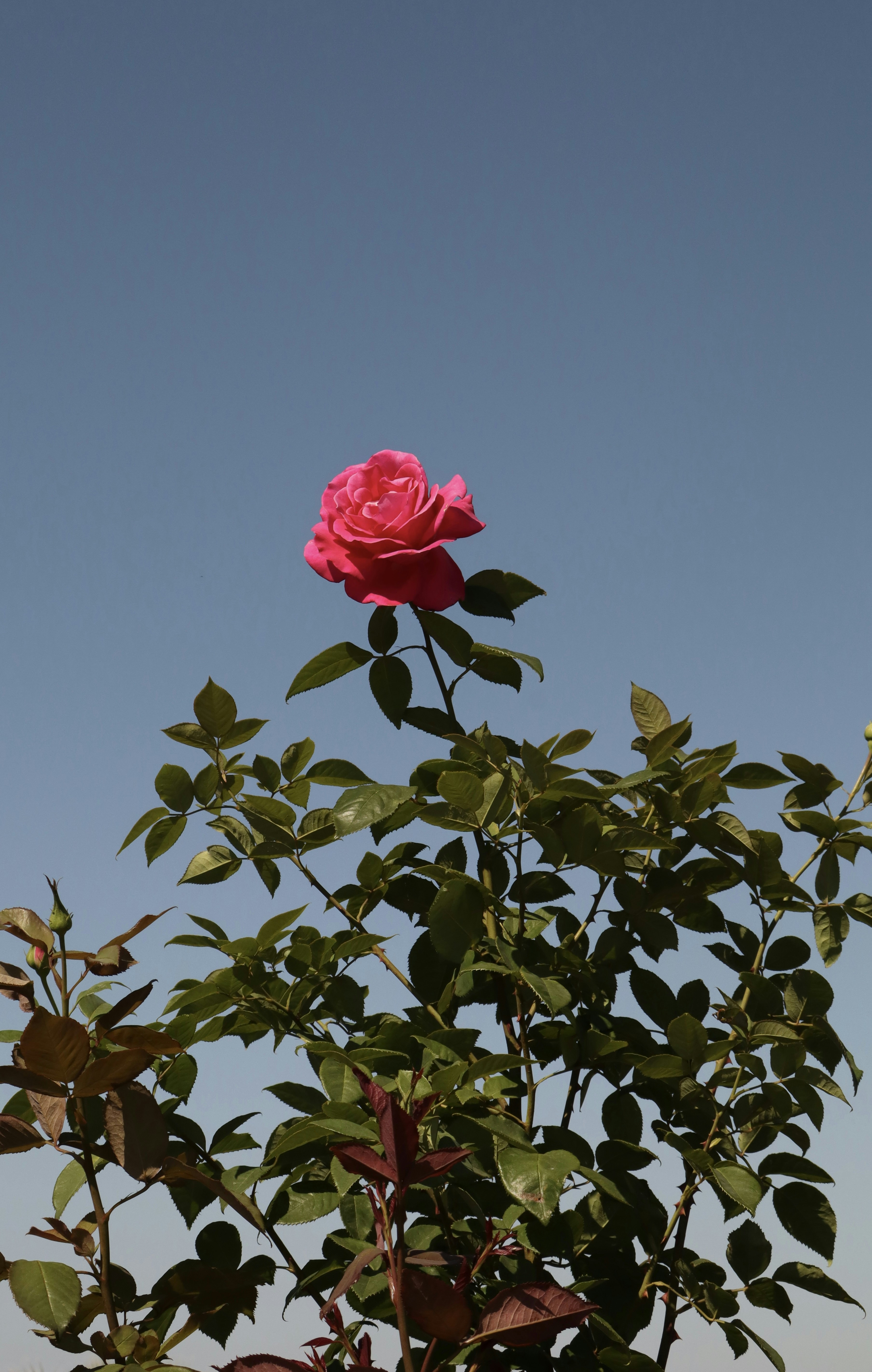 Pink rose perched atop a leafy shrub rises against a clear blue sky. A natural photograph that emphasizes color and contrast.