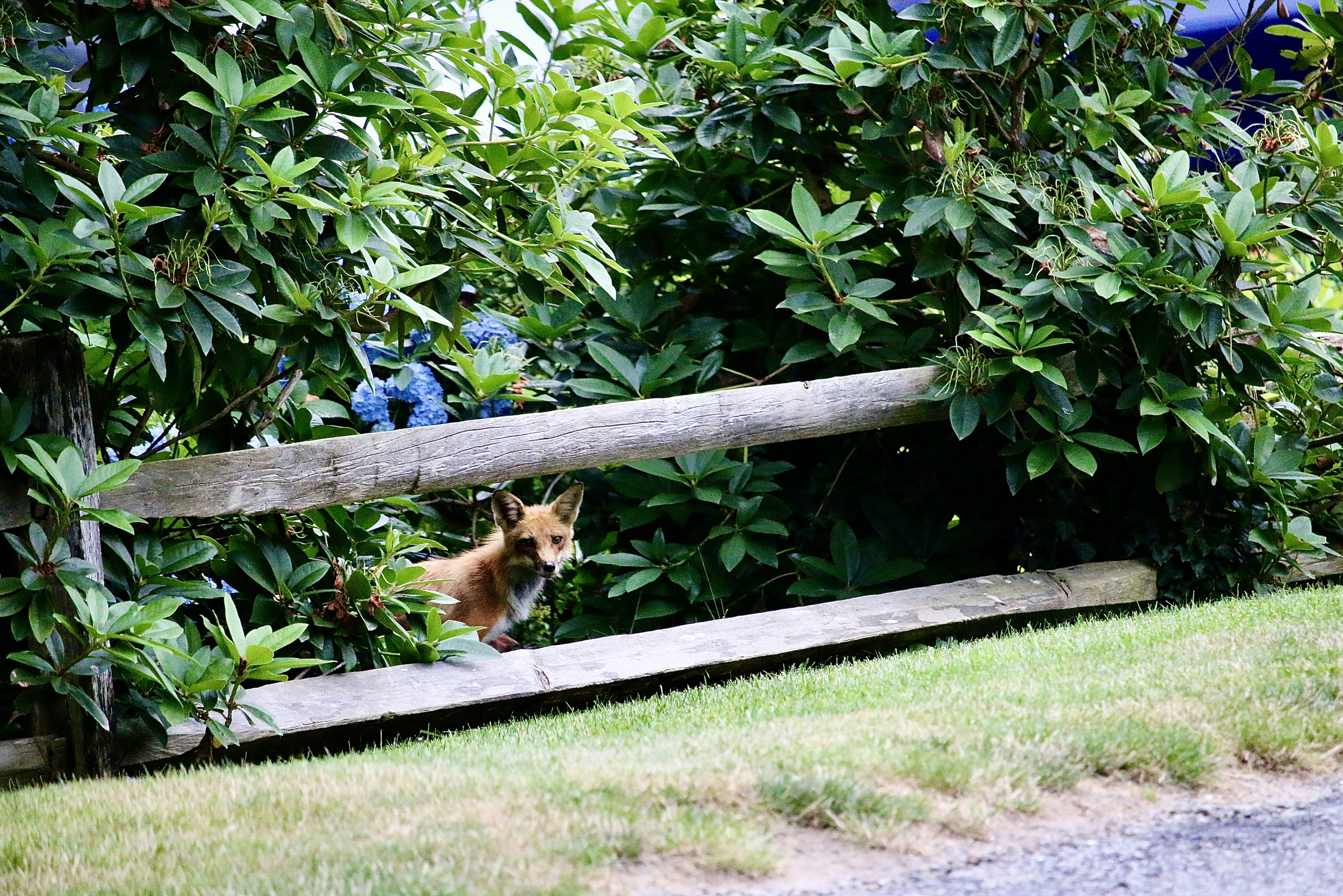 Curious dog peeks through a weathered fence amid lush green hedges