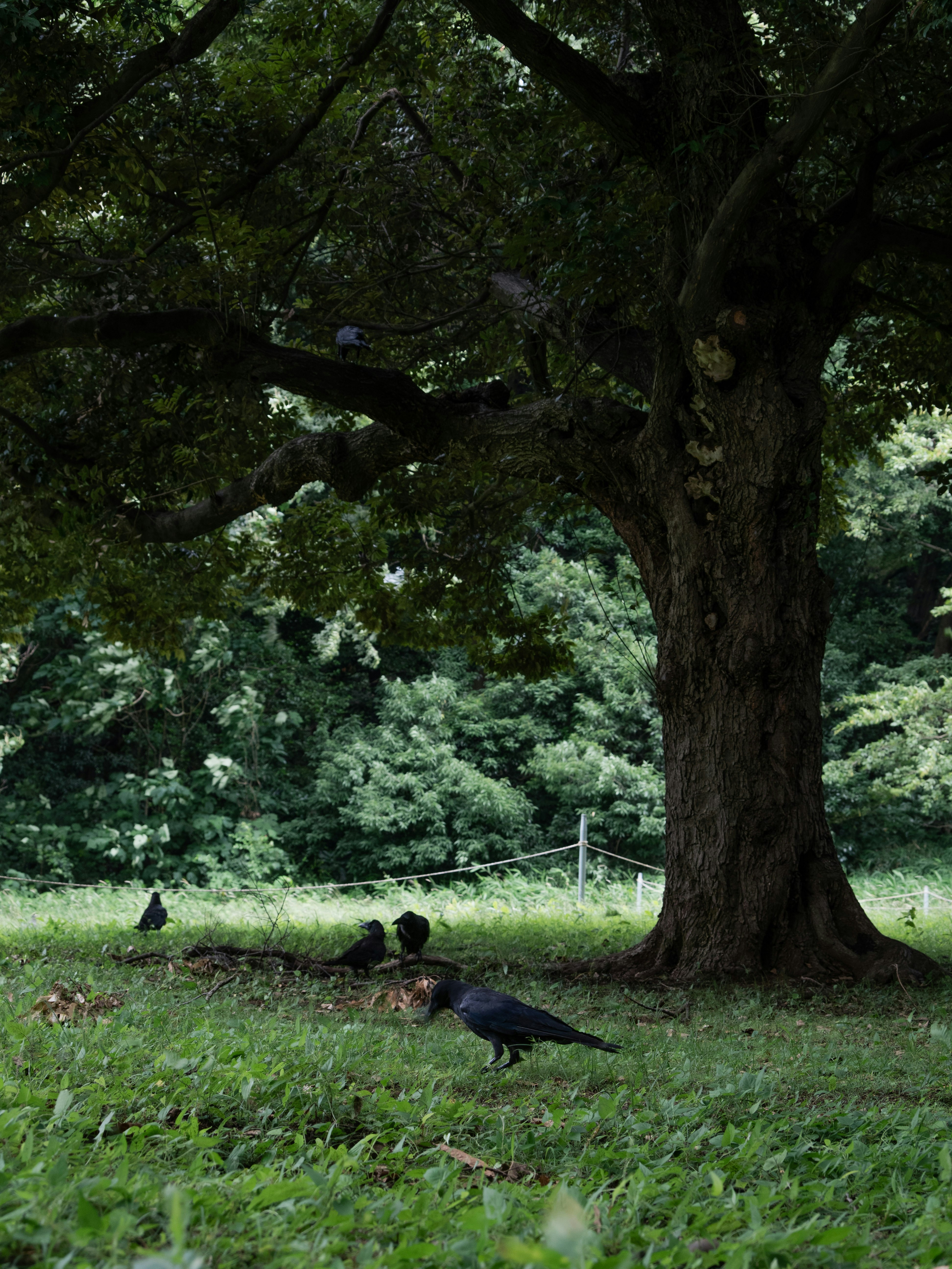 Ravens at the Foot of a Gnarled Park Oak
