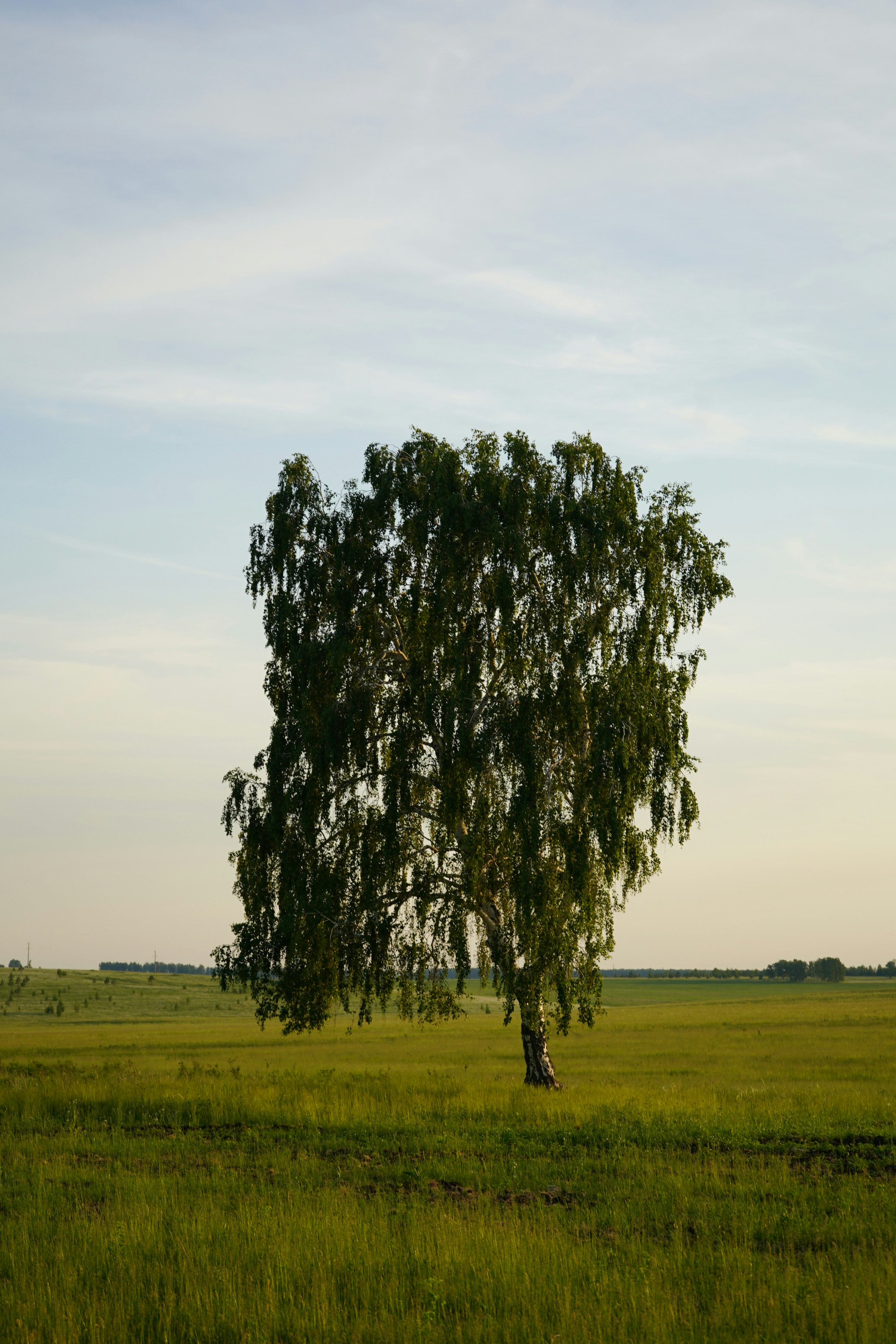 Tallow Pictures | Download Free Images on Unsplash