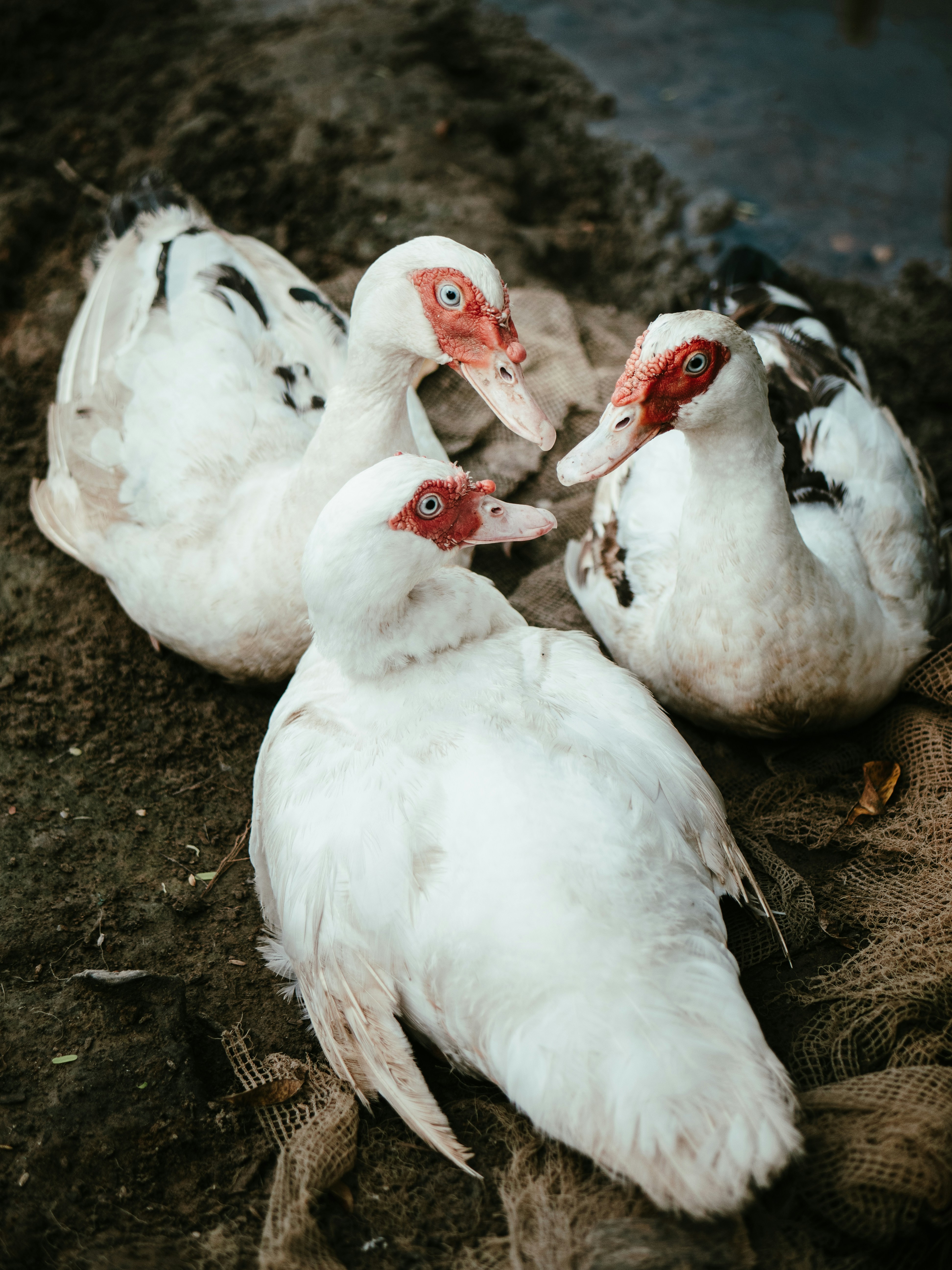 Three White Ducks Converge on Mud and Burlap: A Quiet Farmyard Portrait