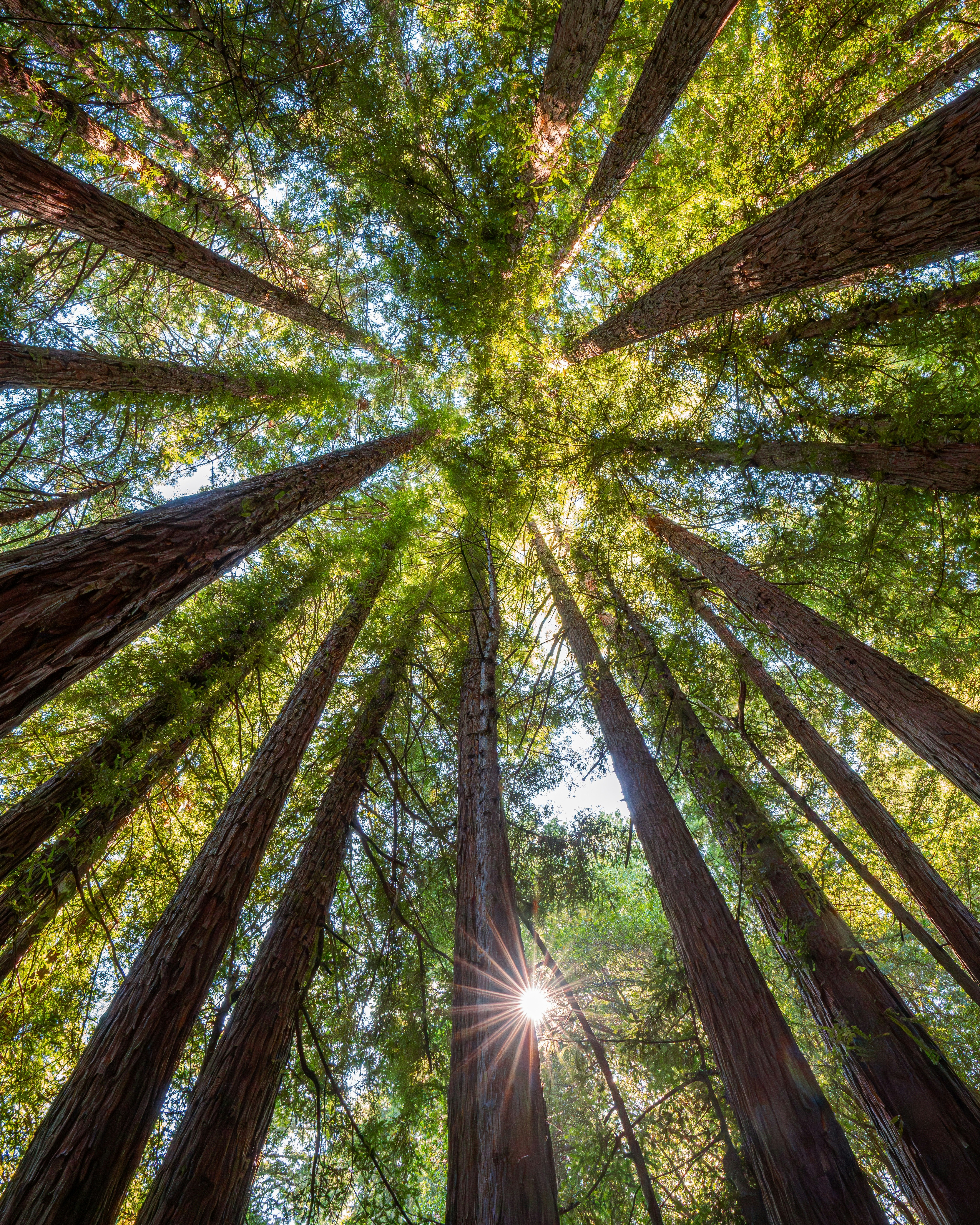 A grove of young redwoods competing for sunlight among its giant mothers at Muir Woods National Monument.