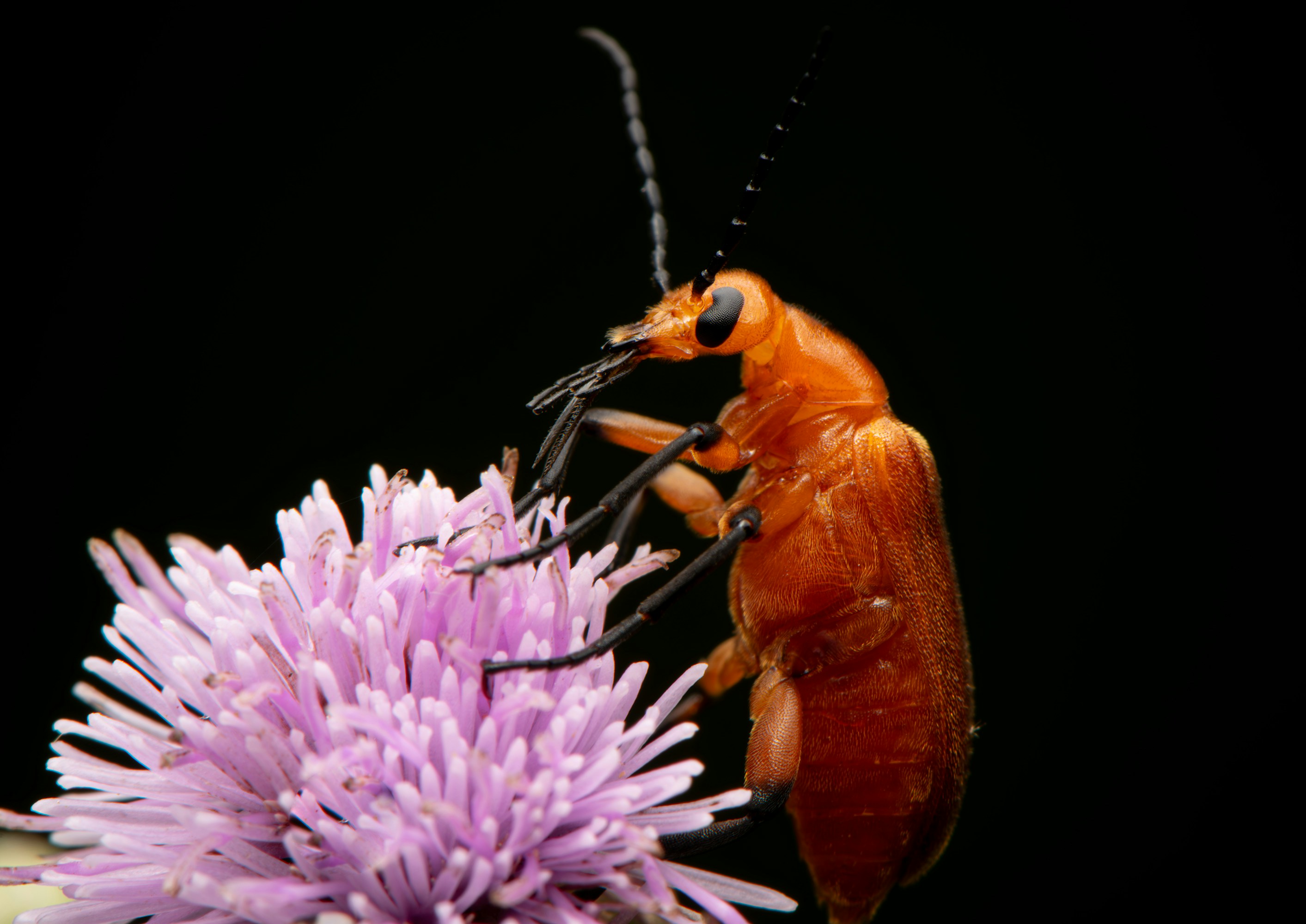 Crimson Beetle on a Purple Thistle: A Macro Moment in the Dark