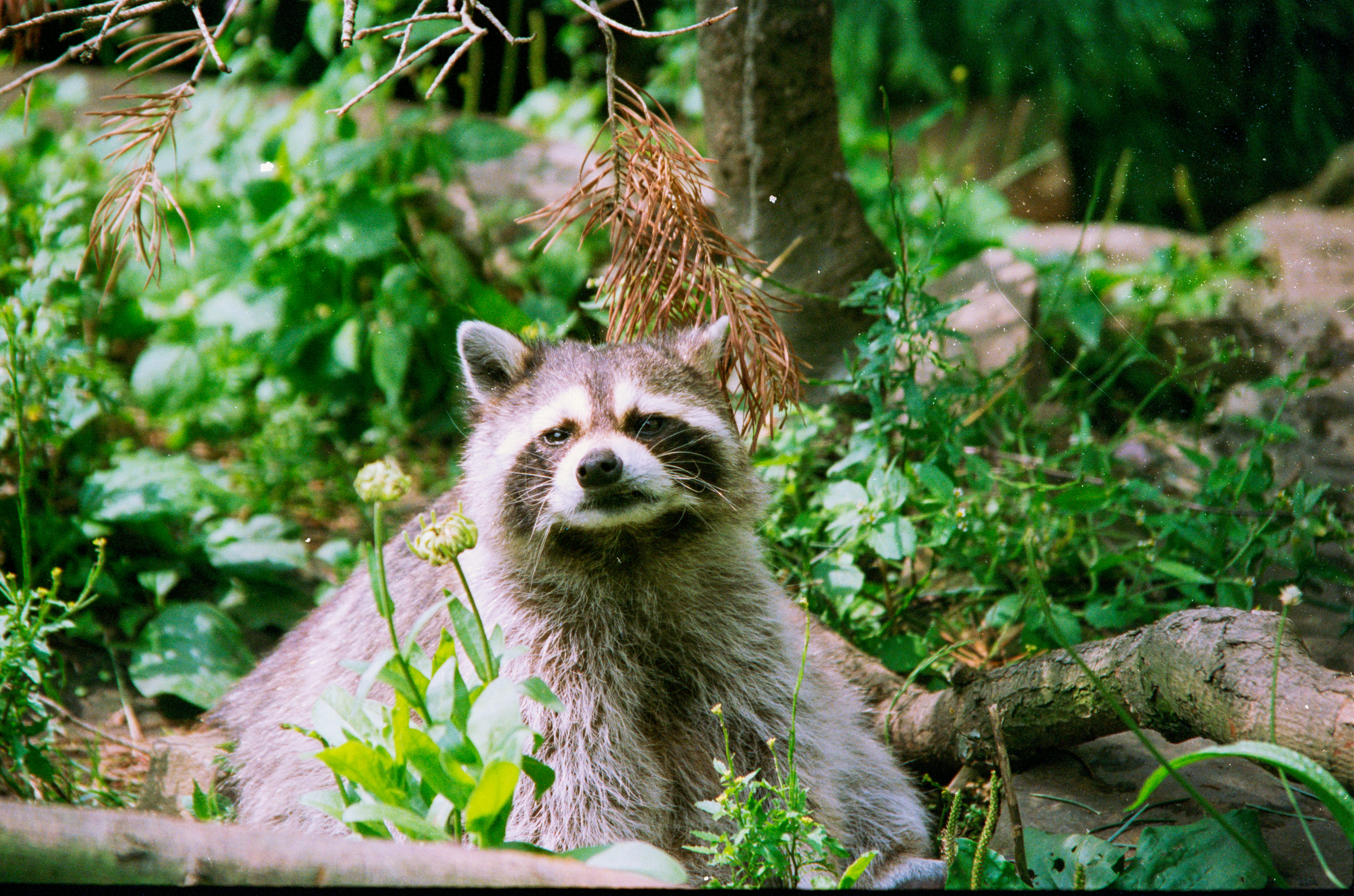 Dappled Curiosity: A Raccoon Pauses in a Verdant Garden