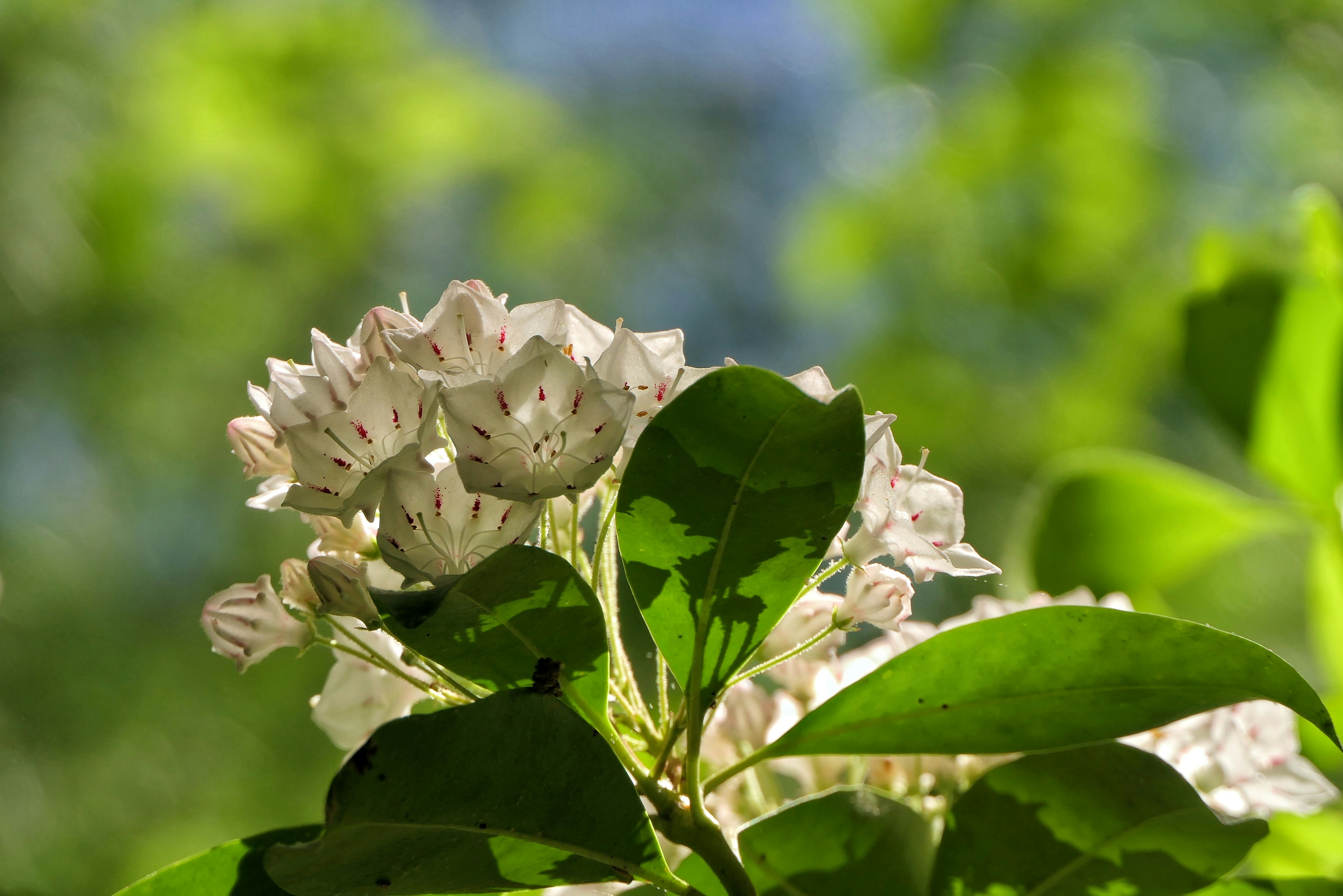 mountain laurel blossoms in spring