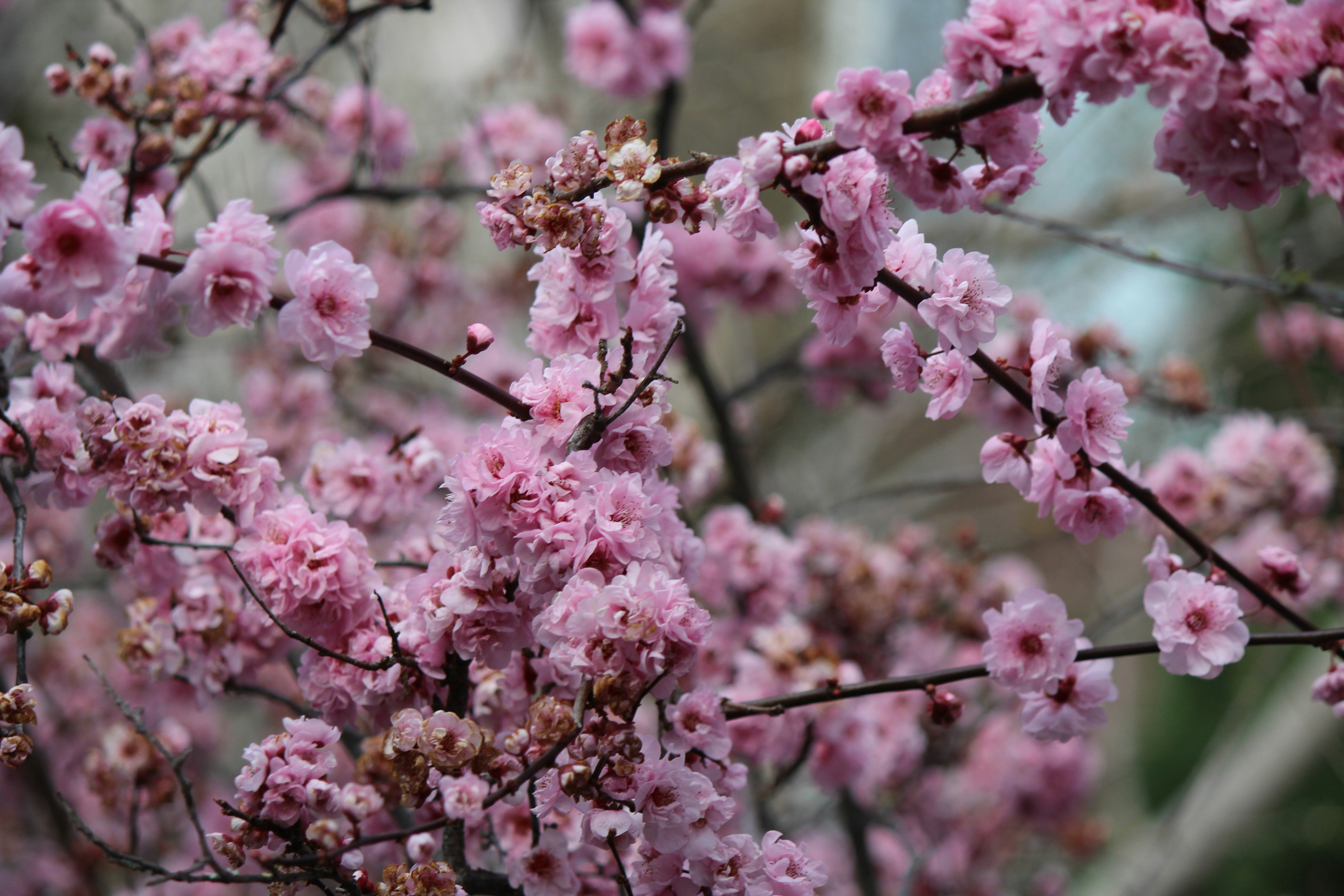 Pink cherry blossoms in full bloom on delicate branches.