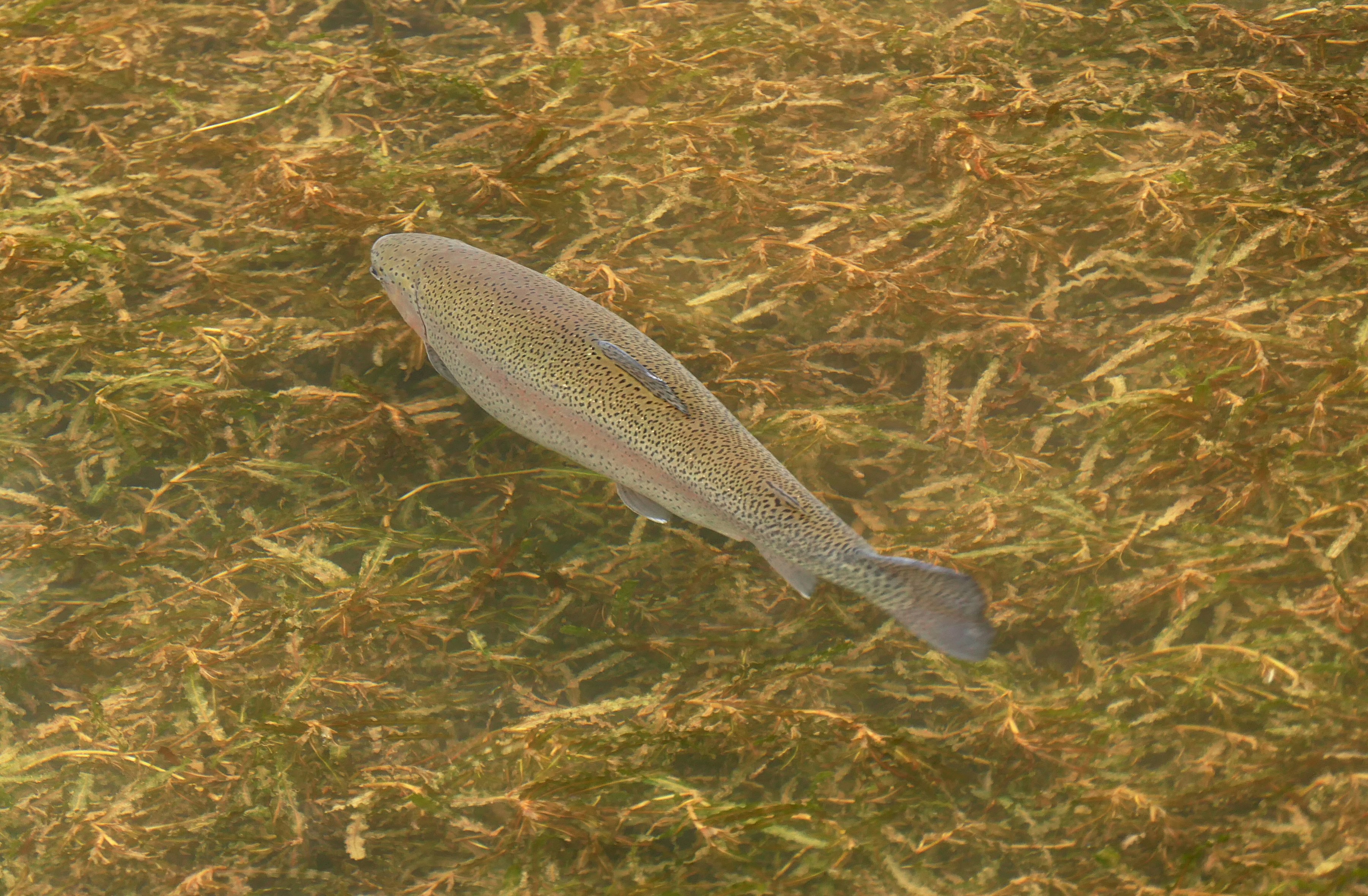 Un poisson qui est allongé sur le sol photo – Image gratuite de La ...