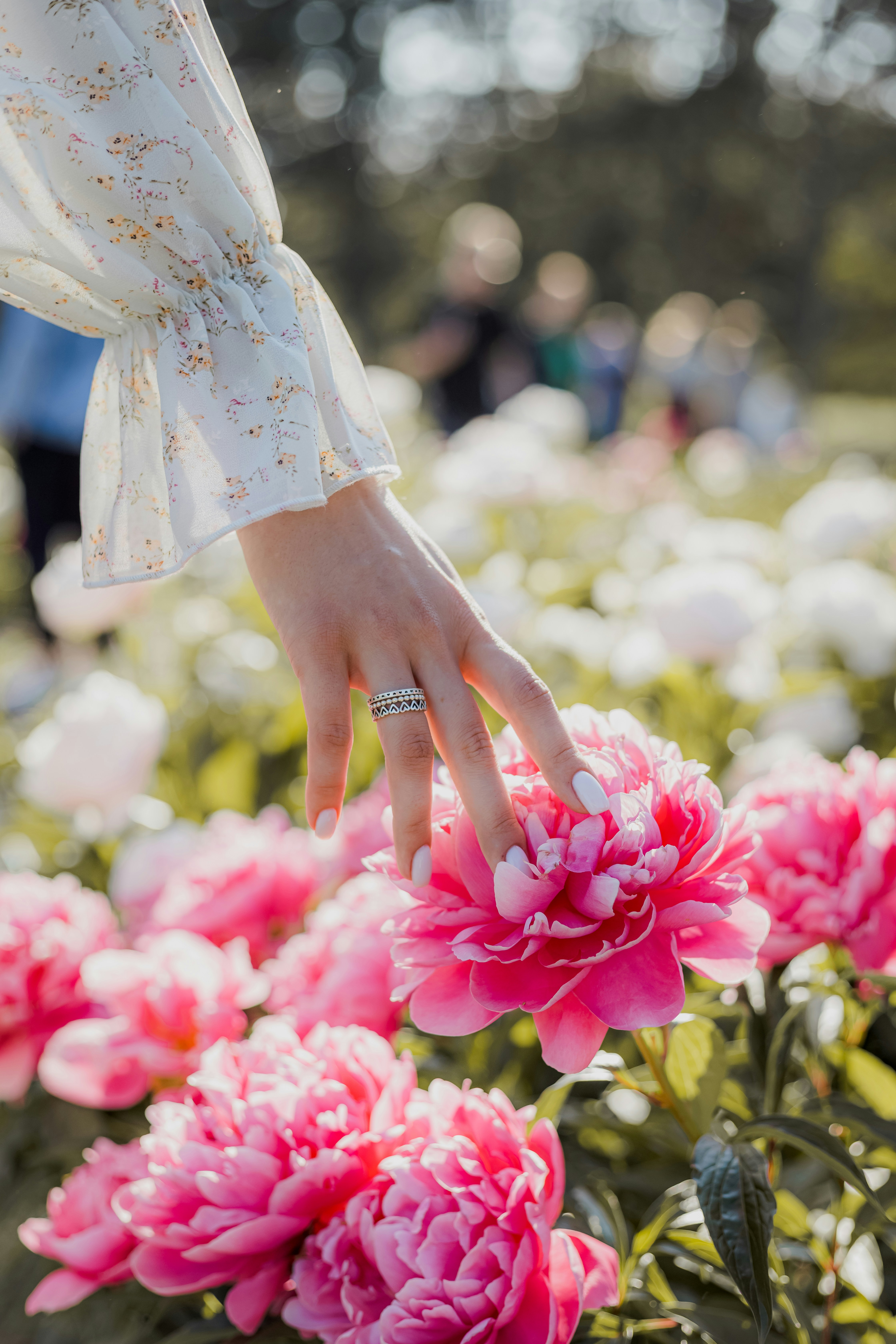 A person reaching for a flower in a field photo – Free Portrait Image ...