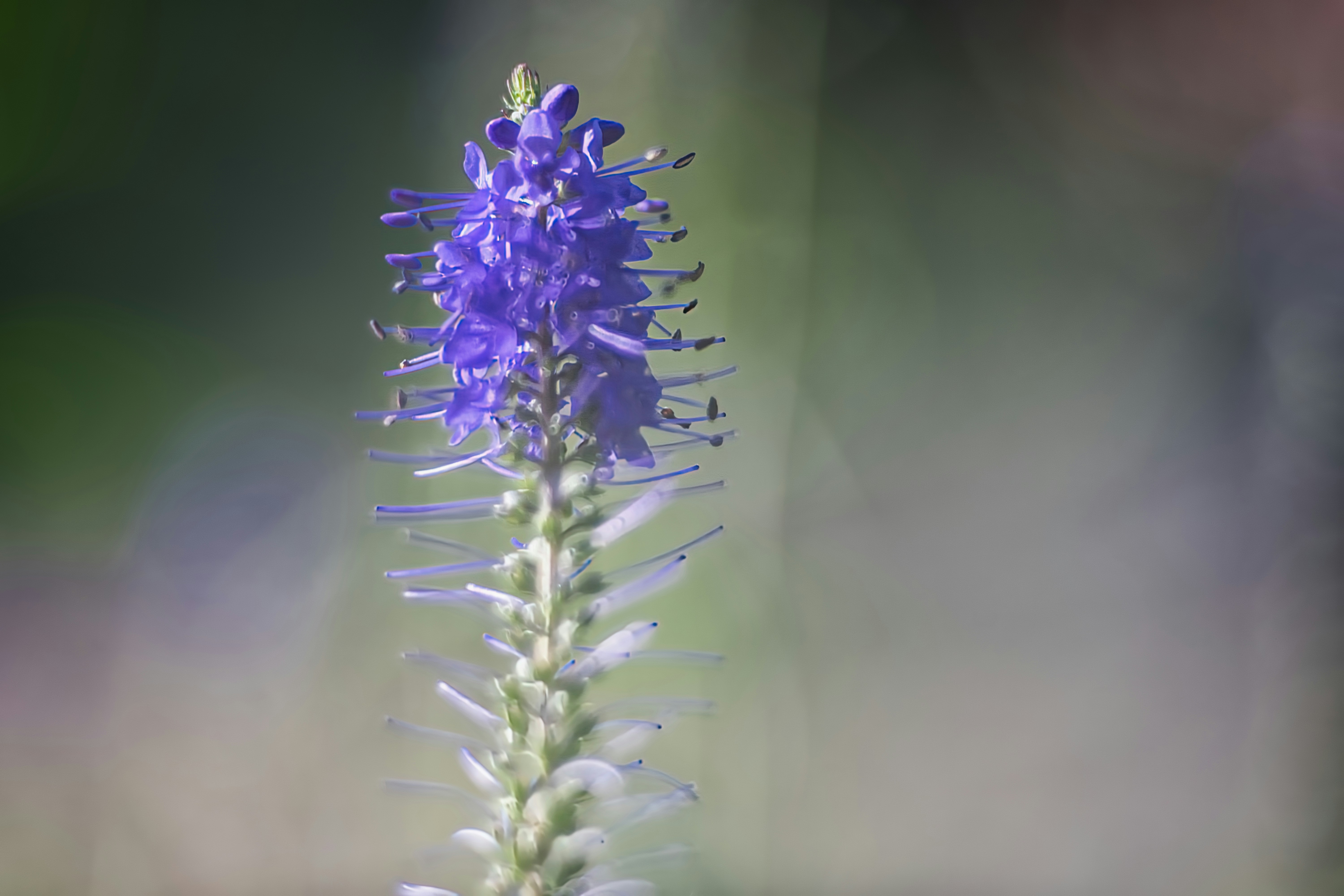 Purple Spire Rising Through a Sea of Soft Bokeh