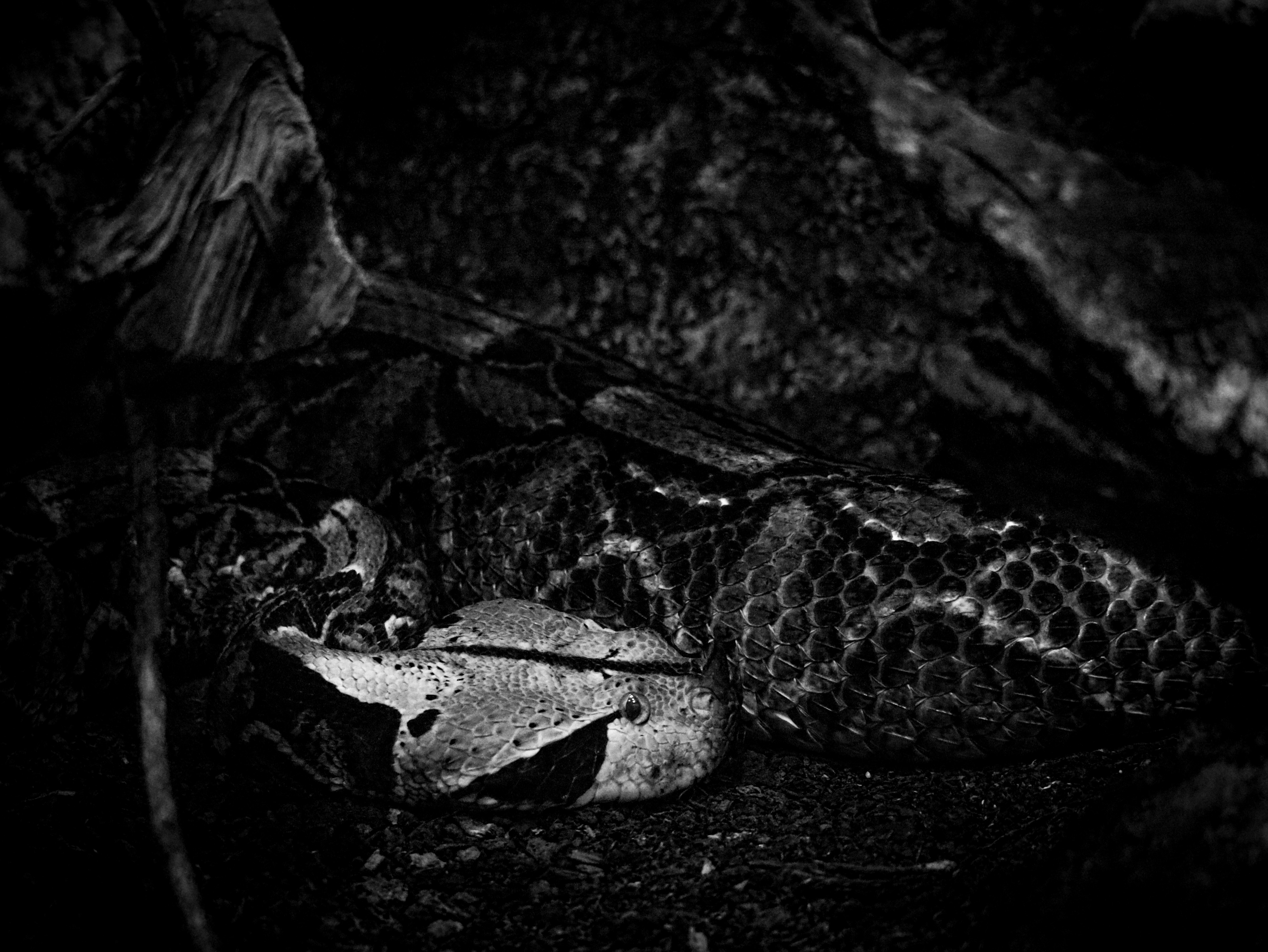 Charcoal Snakeskin on Shadowed Ground: A Textured Carcass