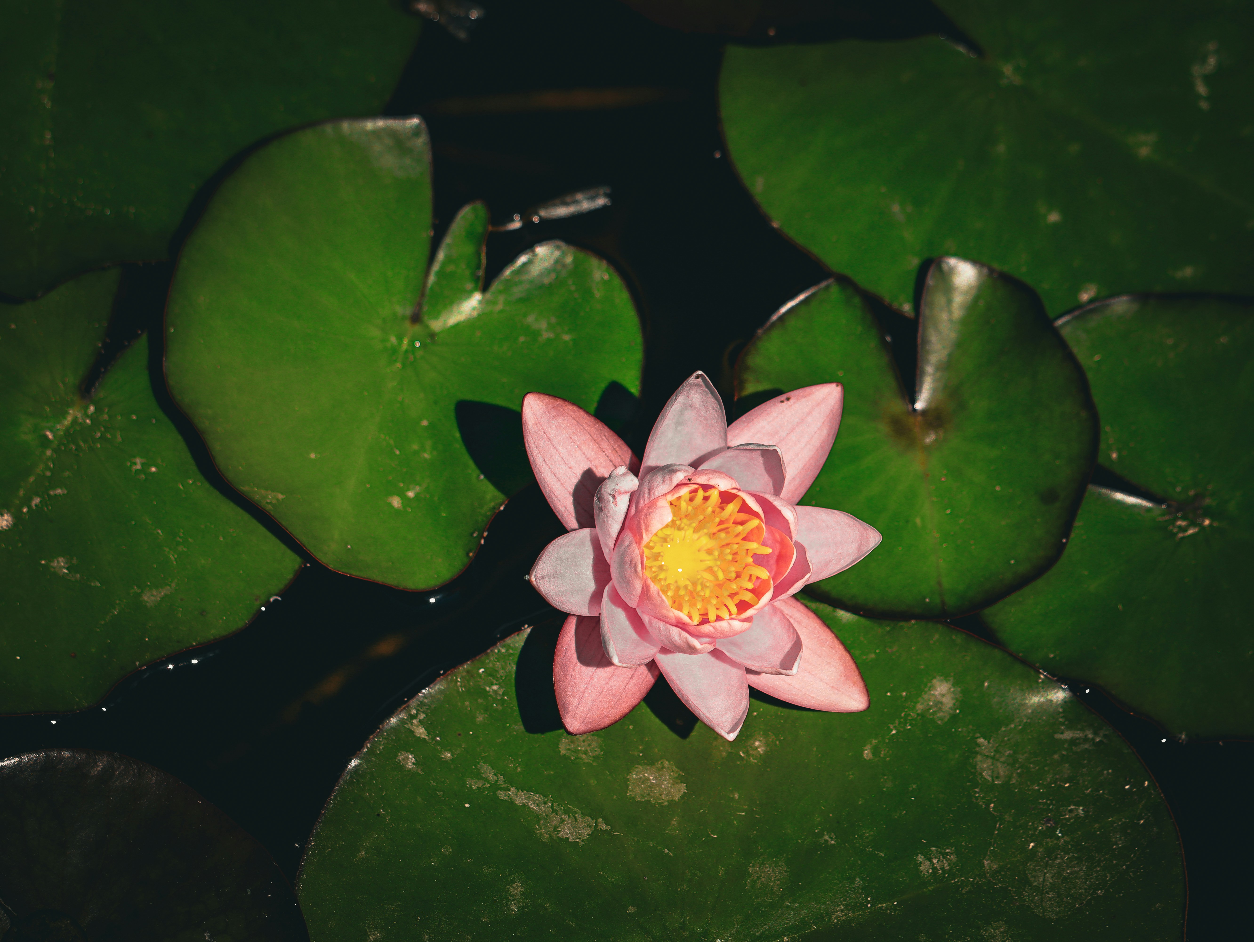 Center Stage: Pink Lotus Emerges From Shadowed Pond