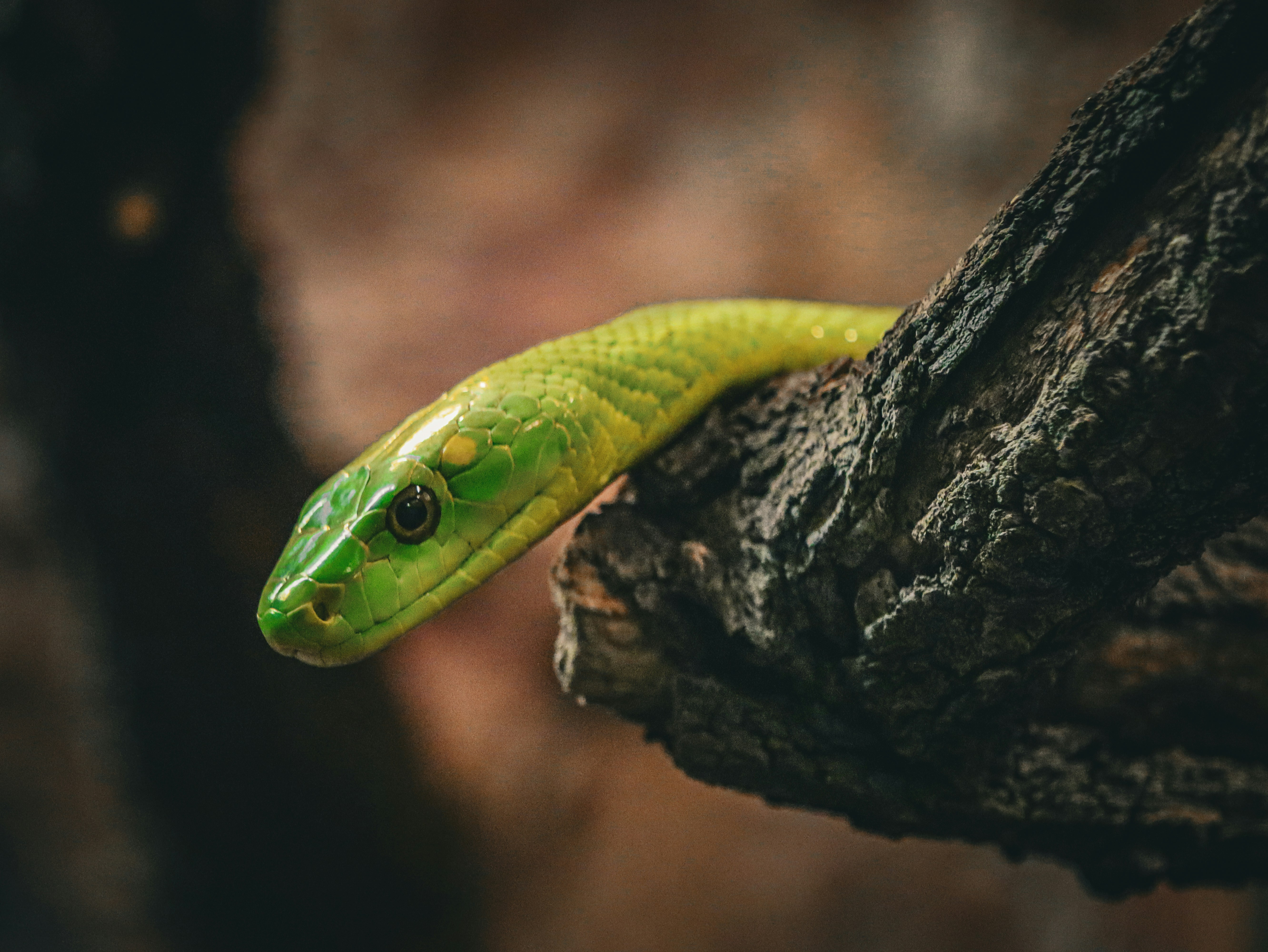 A green snake on a branch of a tree photo – Free Animal Image on Unsplash
