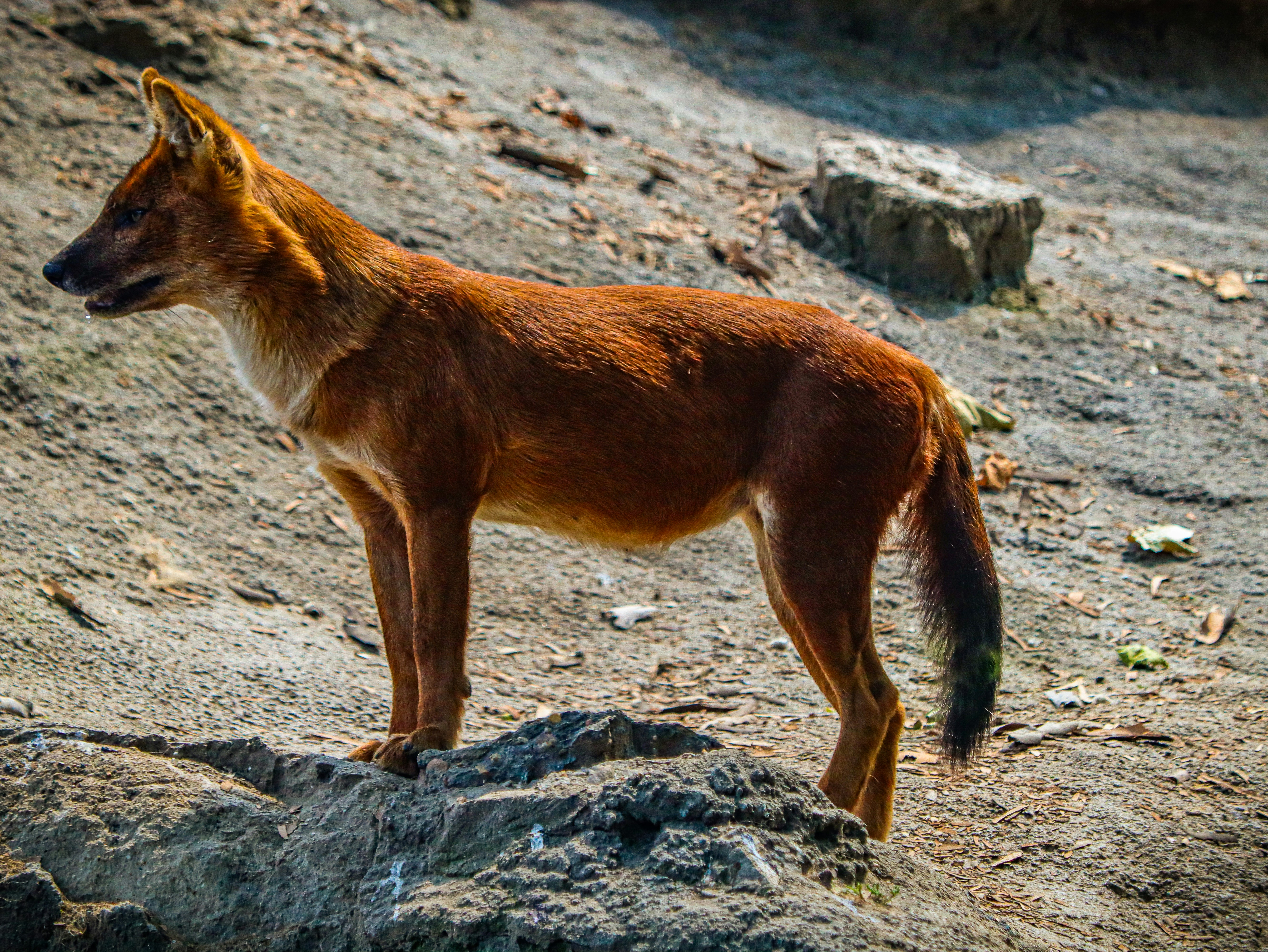 Amber Hound Standing Amid Rough Terrain