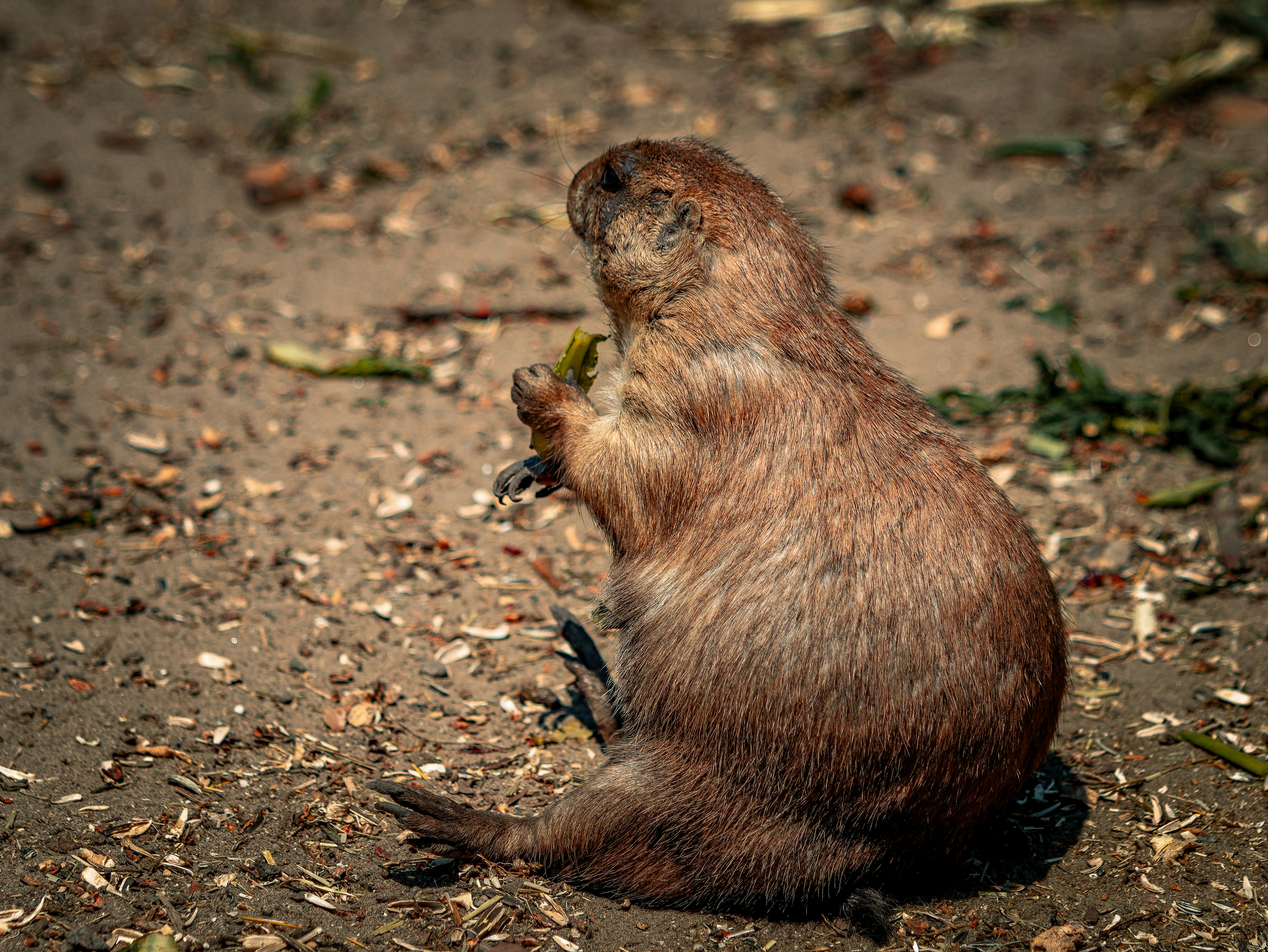 A small animal sitting on its hind legs on the ground photo – Free ...