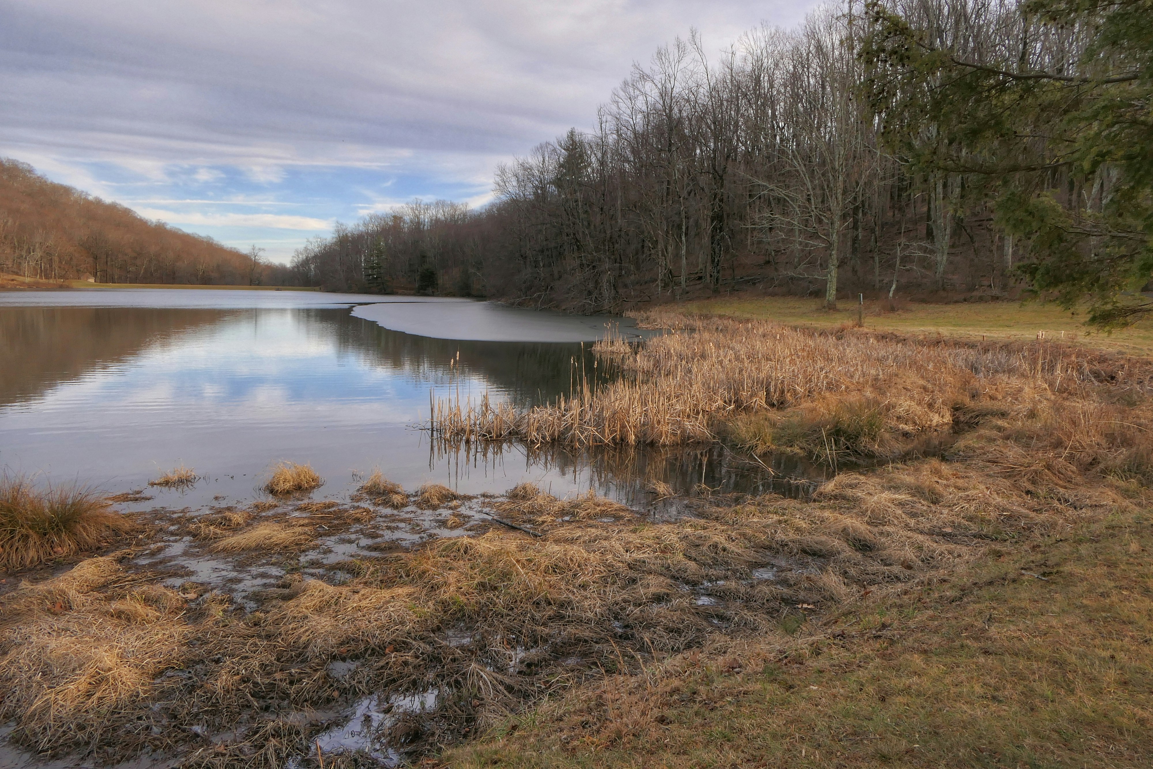 Dawn on the Quiet Lakeshore: Reeds Framing a Glassy Mirror