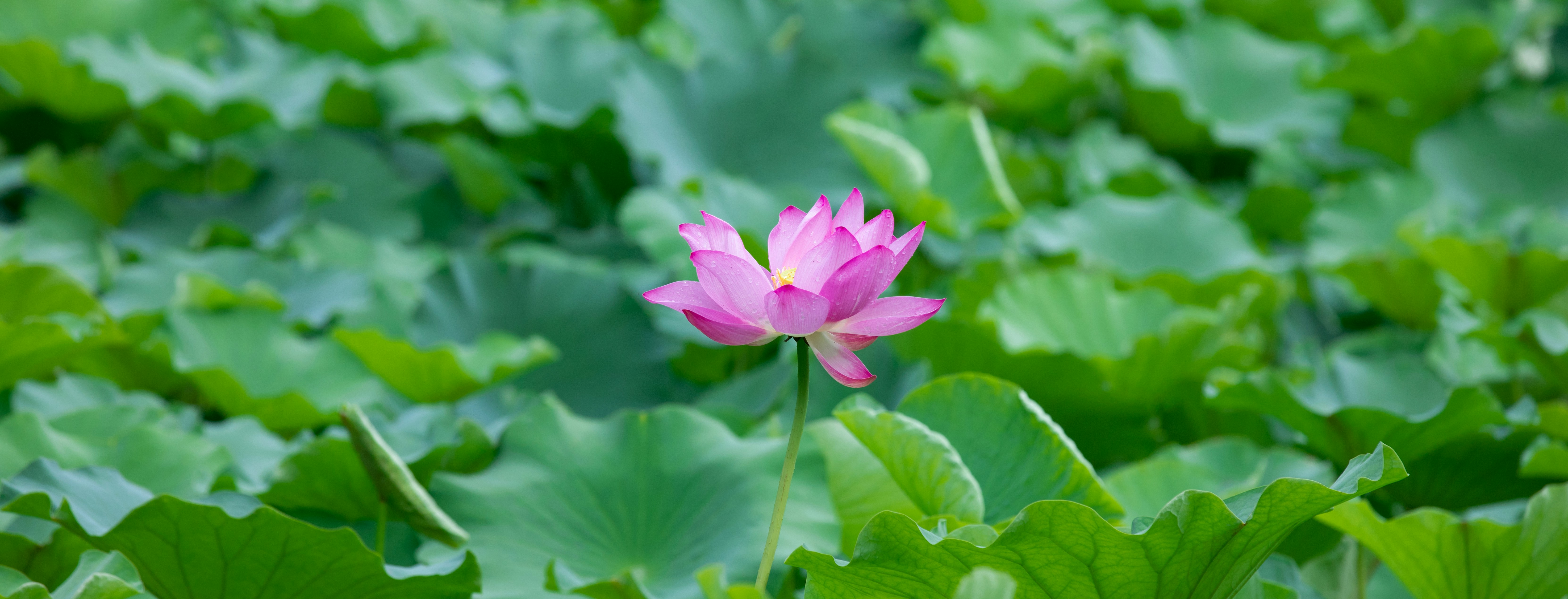 Ge WenJie (@liunian39) | Unsplash Photo Community