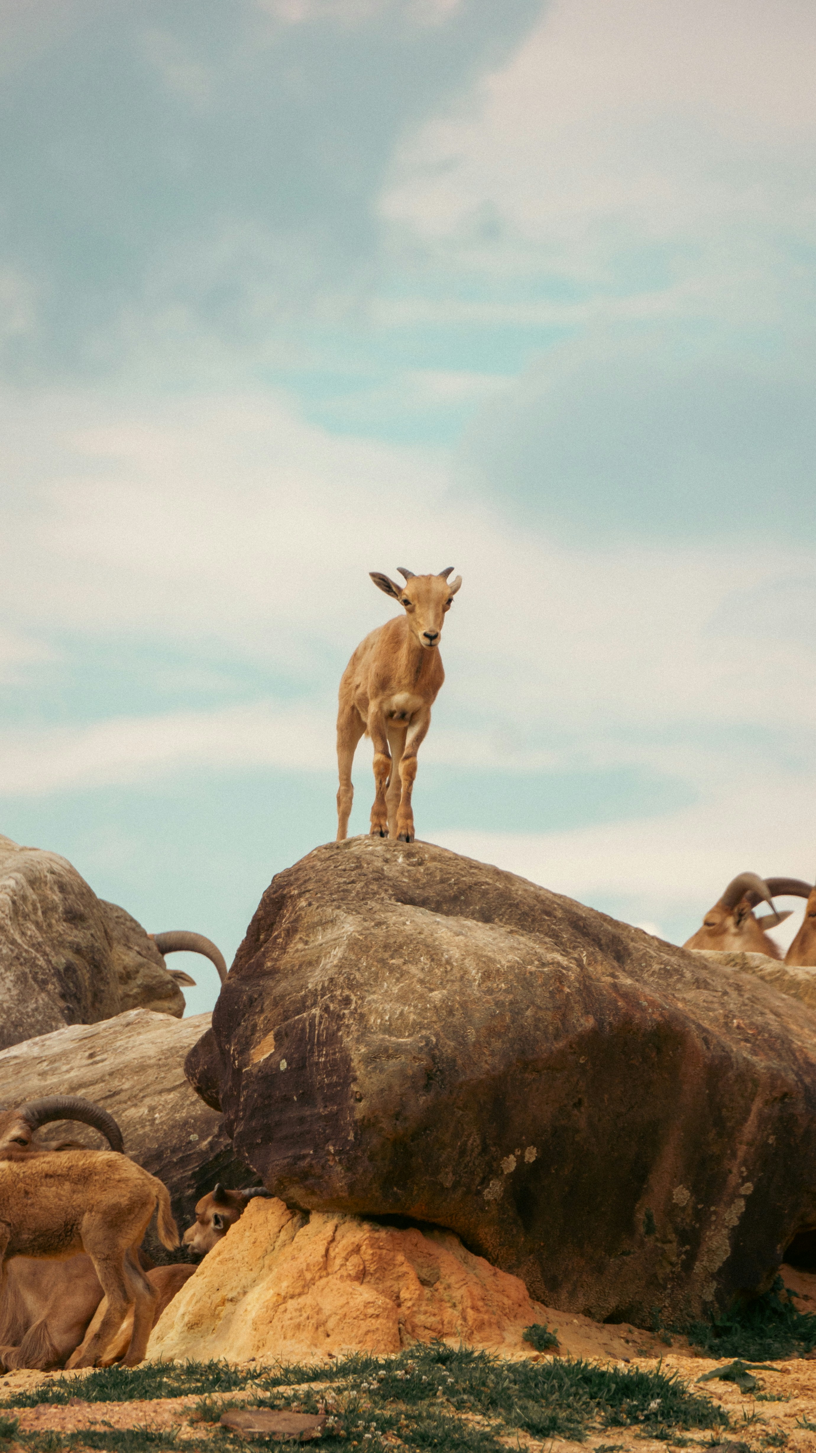 Goat stands atop a rugged rock formation while others graze at the base, under a pale blue sky with wispy clouds.