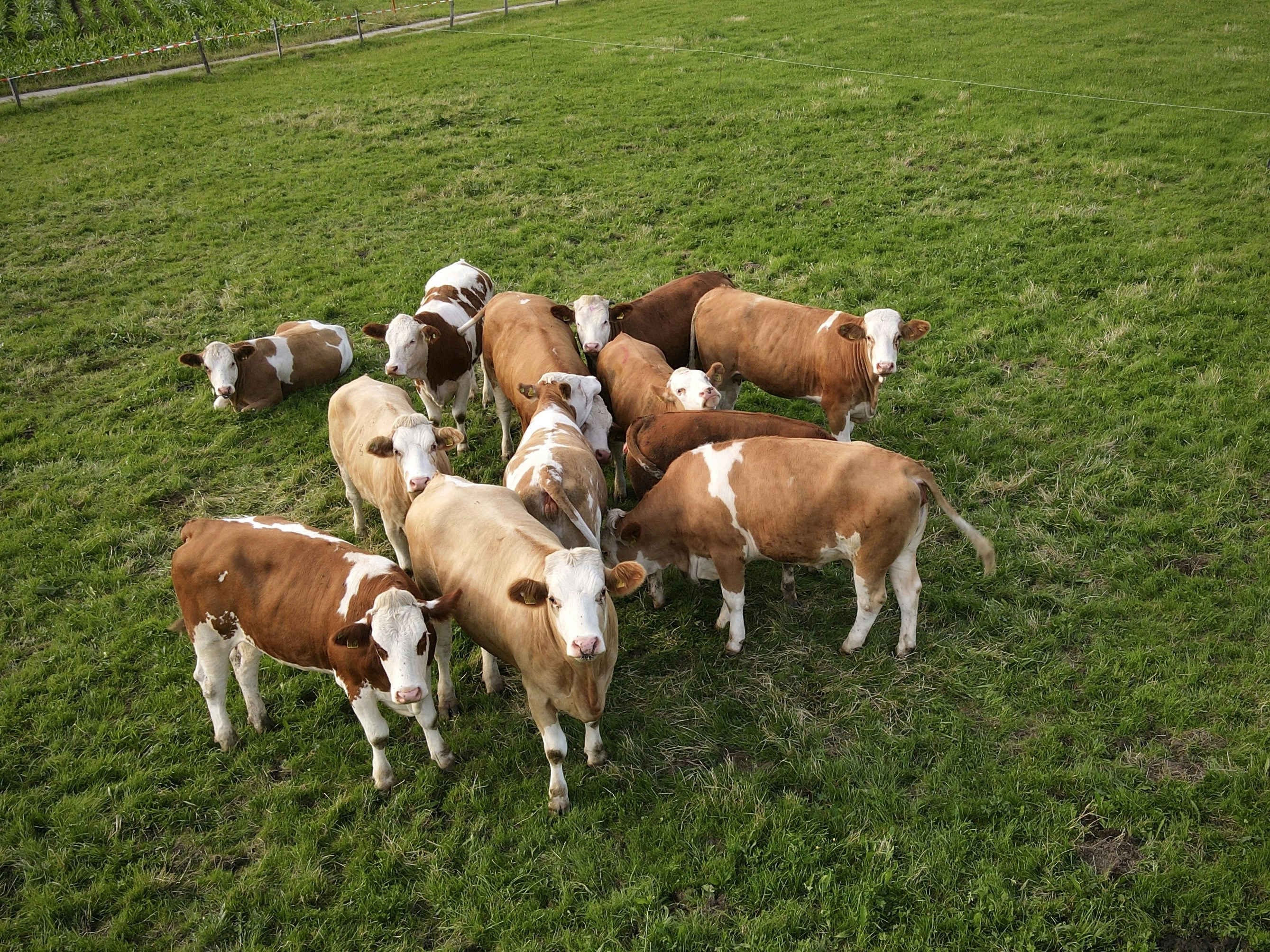 Gathered in the Grass: A Quiet Herd Converges in Lush Pasture