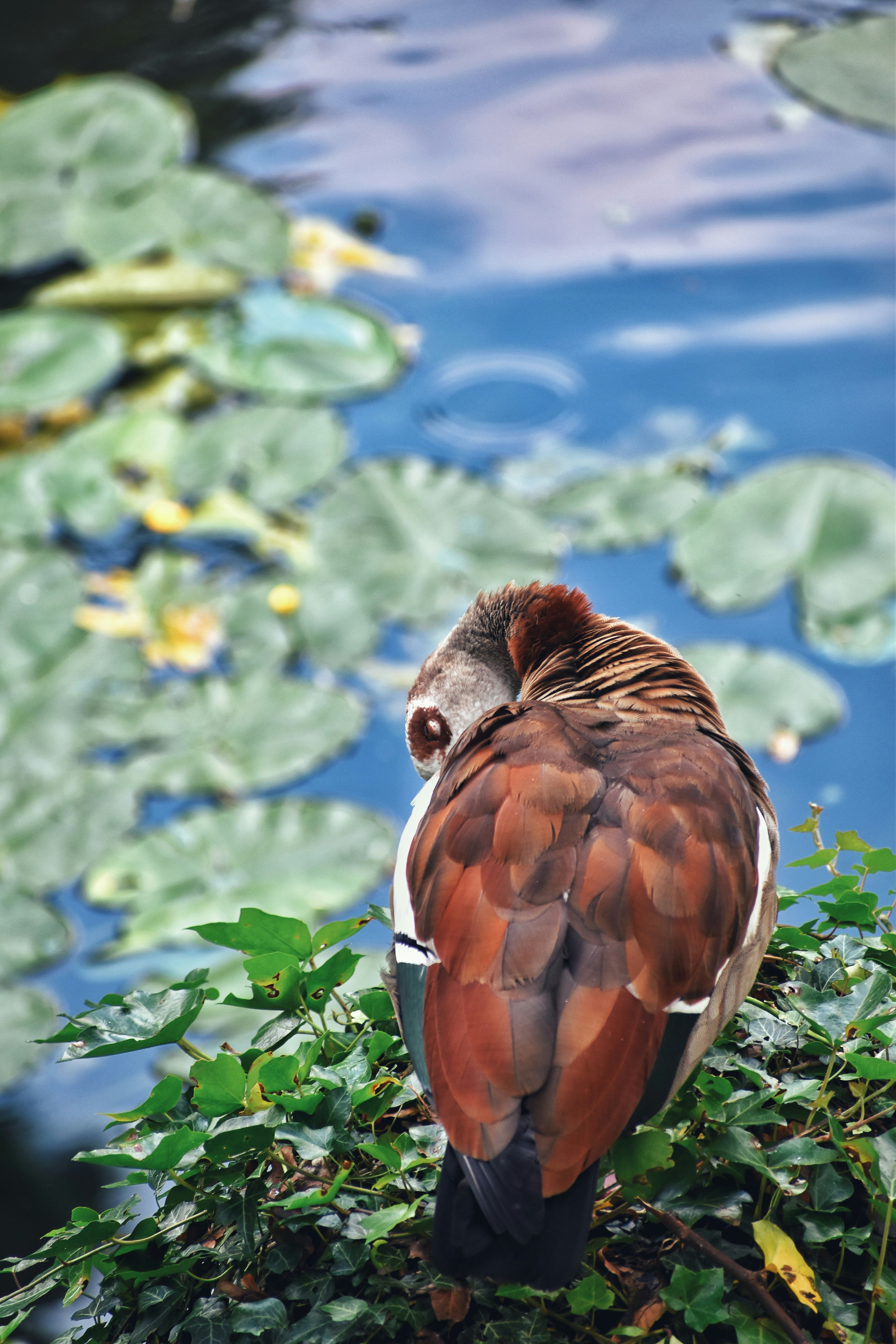 Photo by Sanket Gupta with Nikon D5600