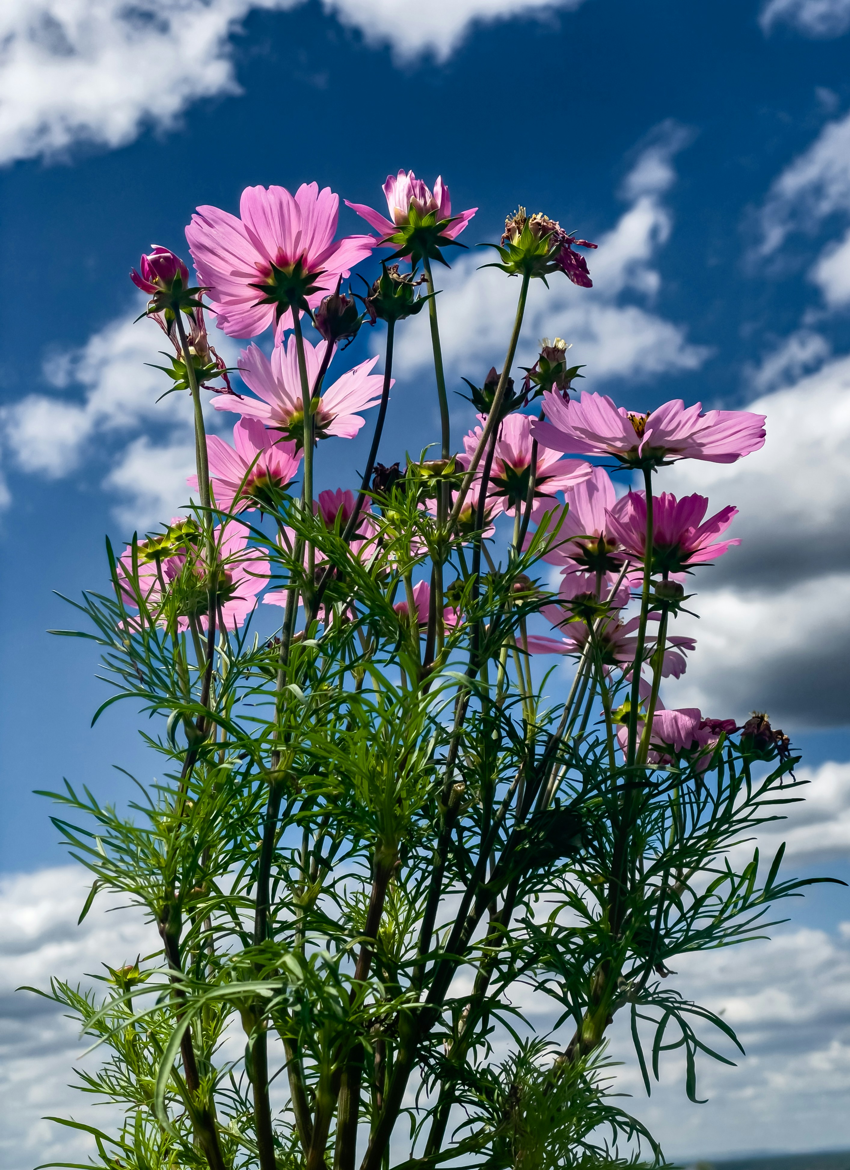 Pink Cosmos Reaching Toward the Sky: A Low-Angle Floral Portrait