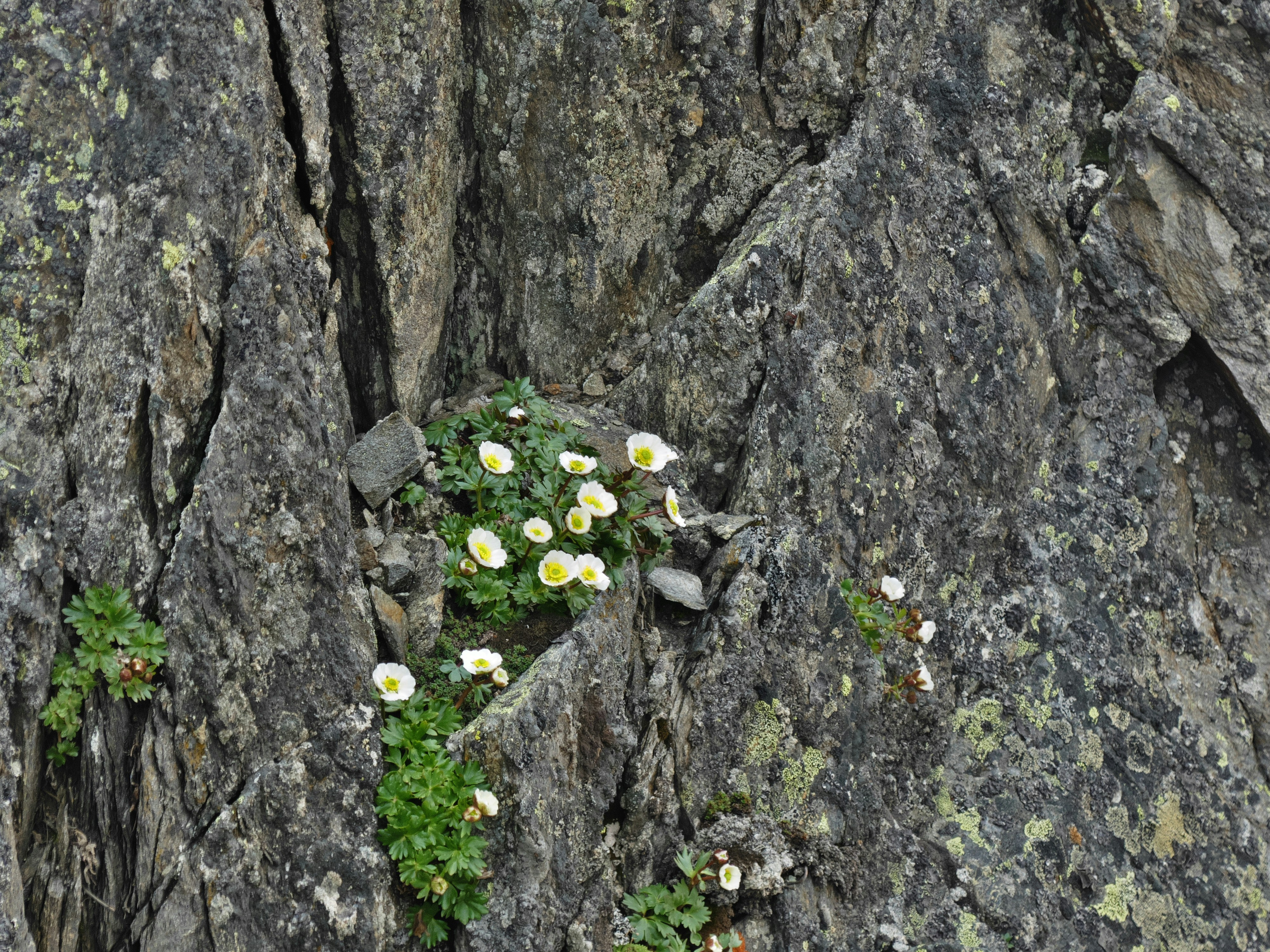 Daisies in the Crag: Quiet Blooms Between Stone Ridges