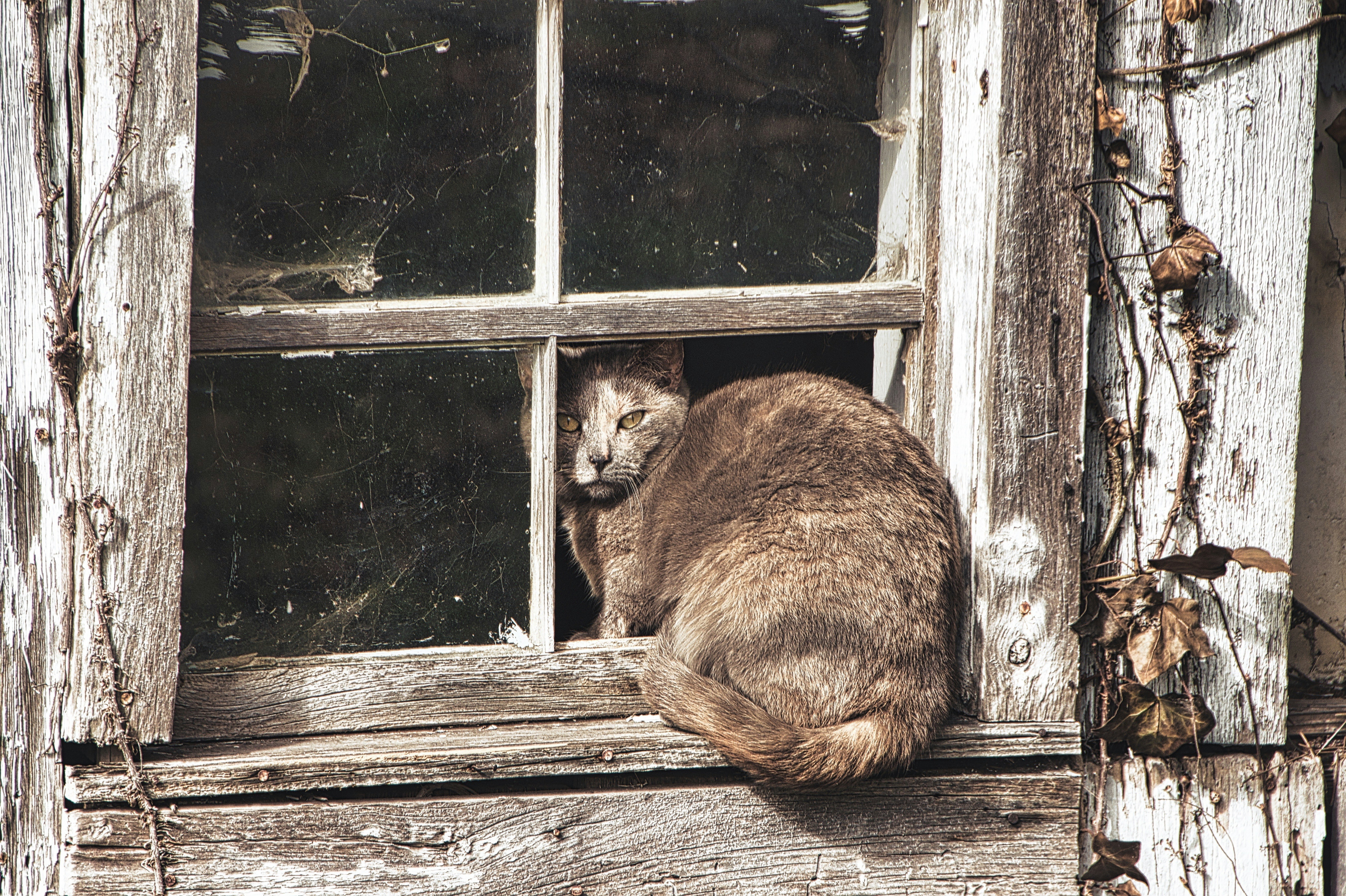 Barn cat