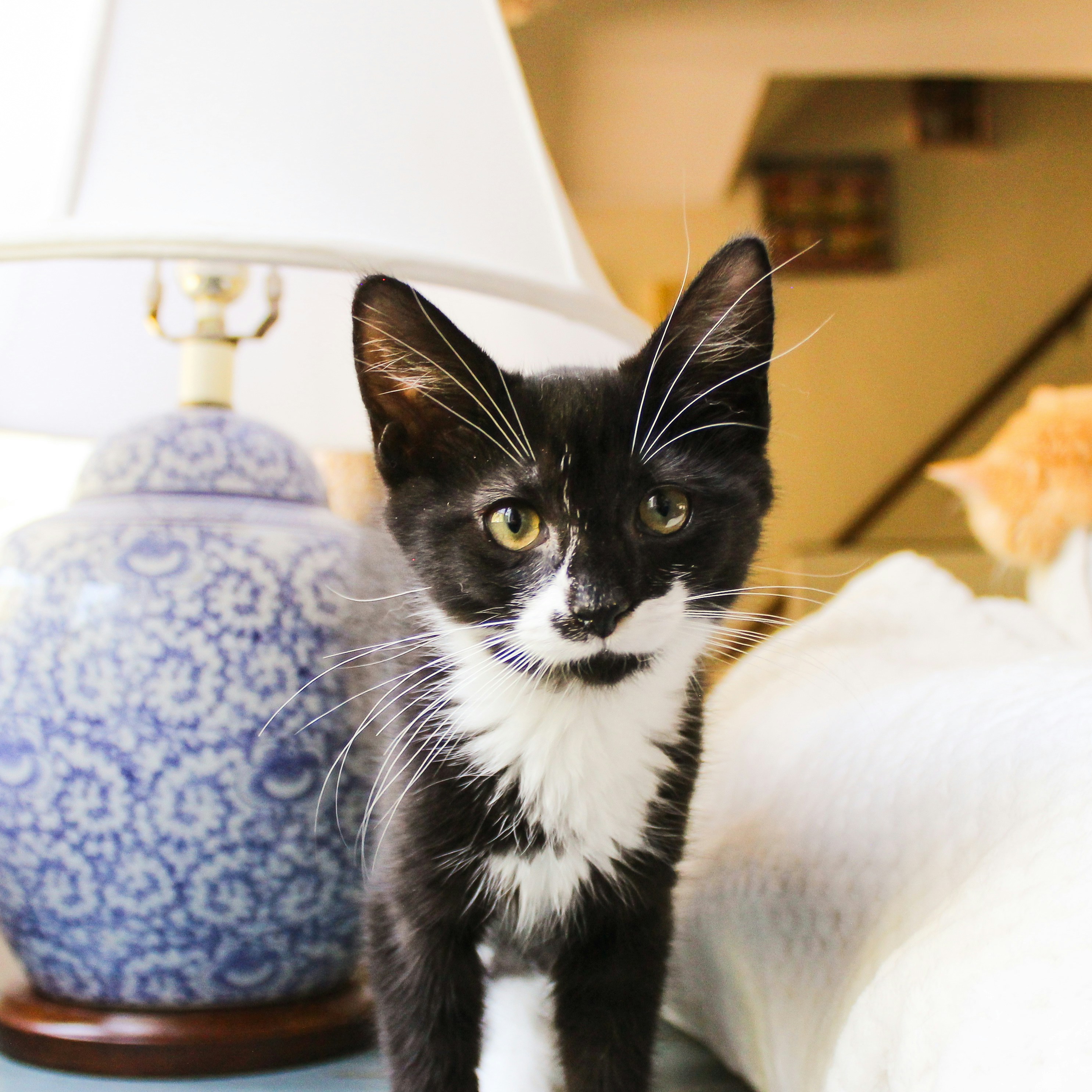 Black-and-white kitten gazes into the lens beside a patterned lamp