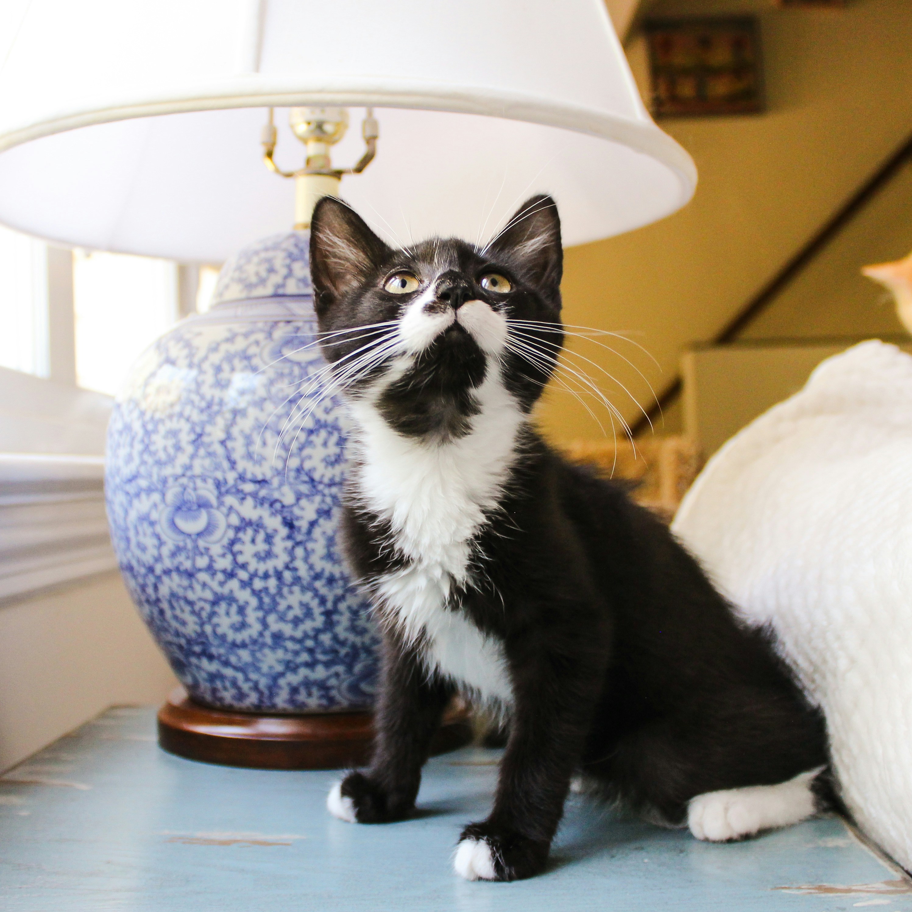 Curious Kitten Under a White Shade of Light
