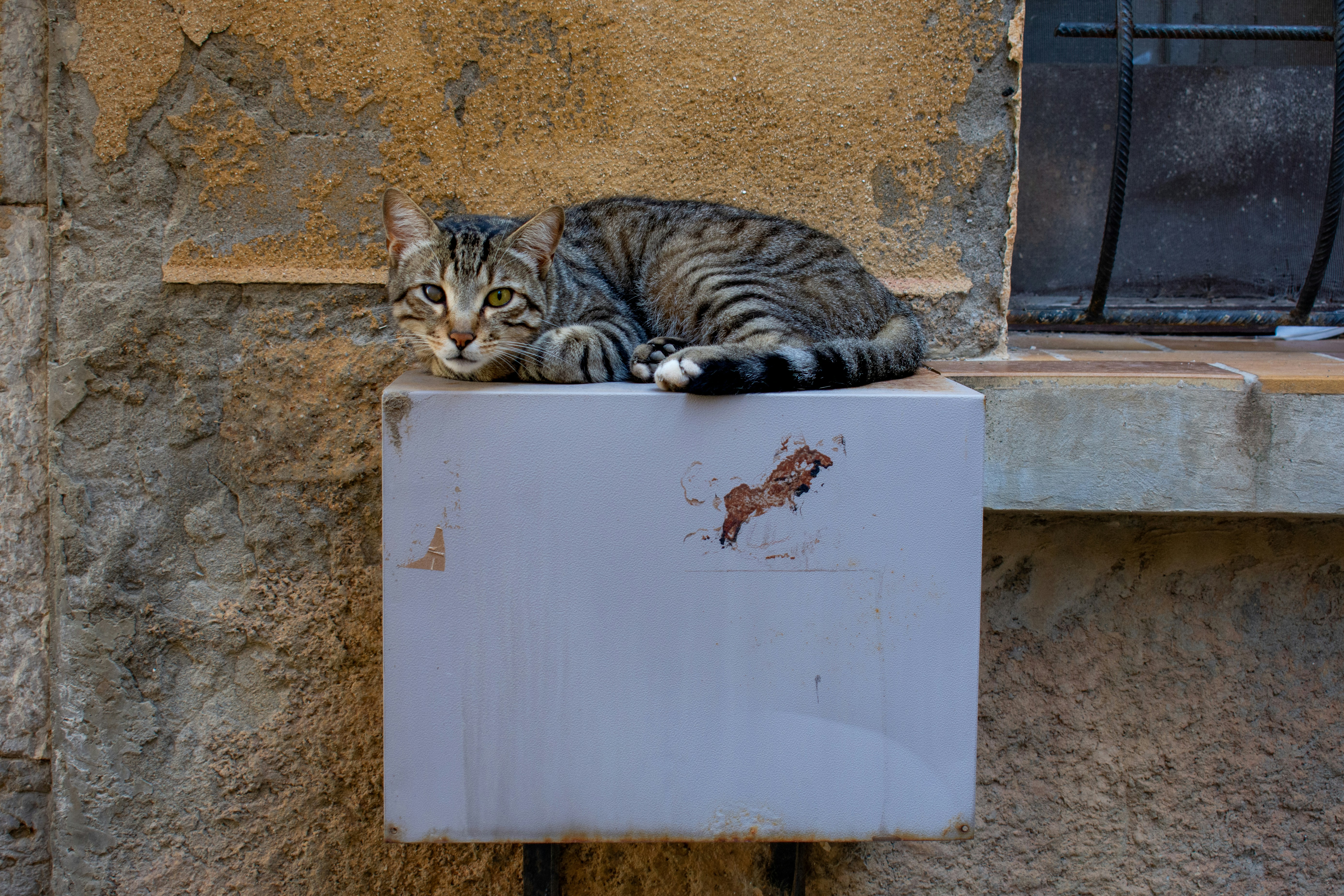 Tabby on a Weathered Box: A Quiet Moment Against a Sunbaked Wall