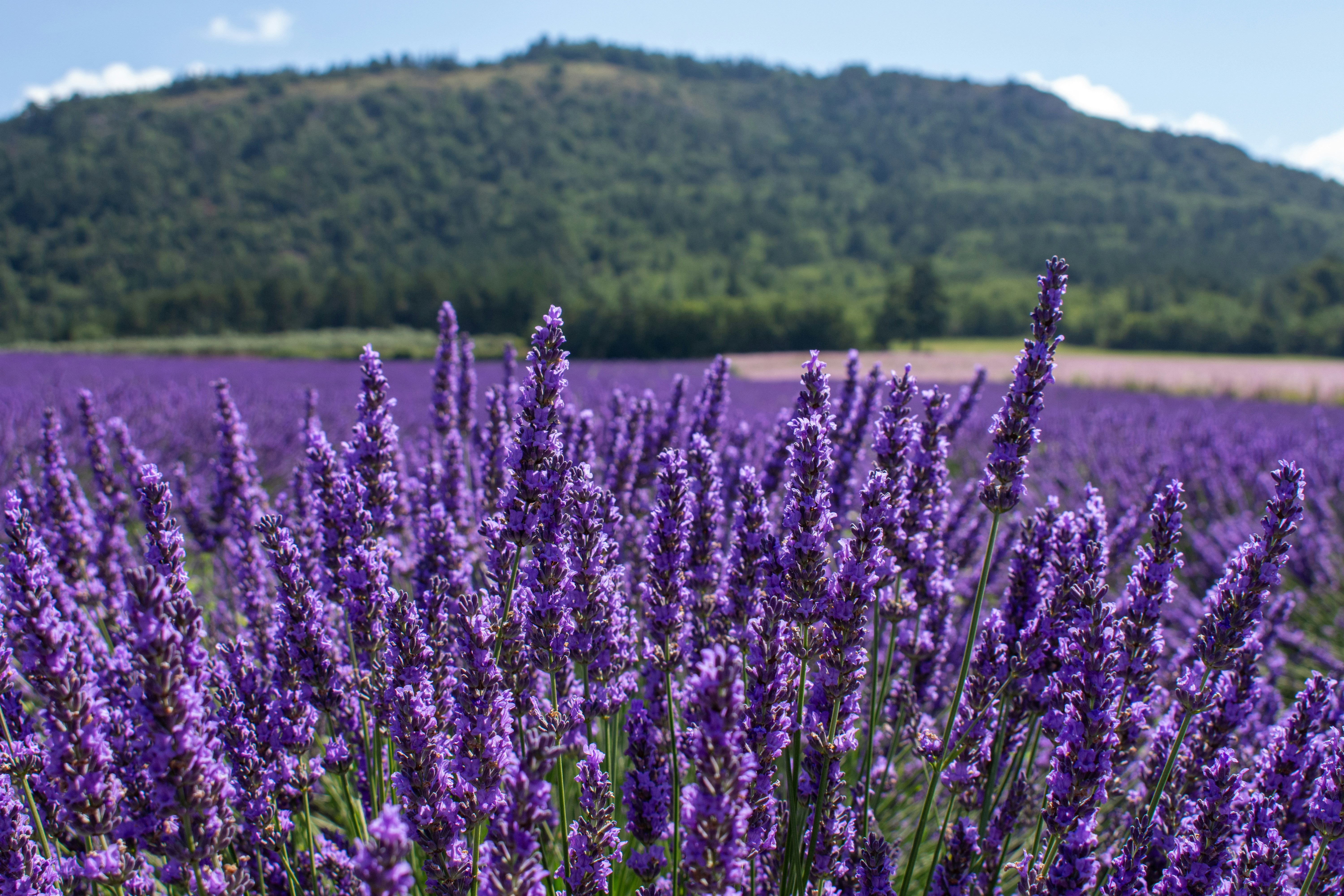 Lavender flowers in full bloom with a verdant hill in the background.