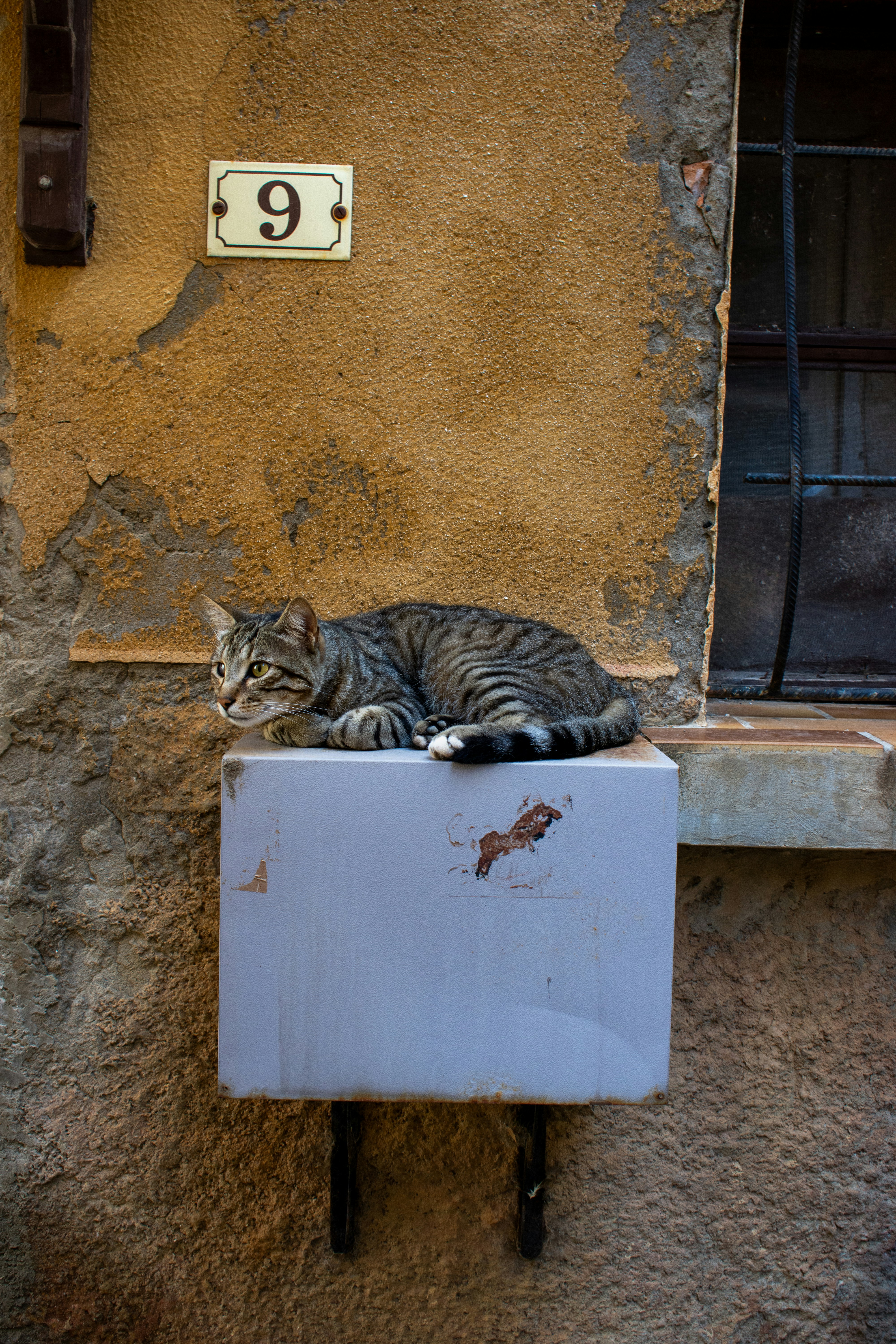 Tabby on a Weathered Ledge Beneath a House Number Plaque