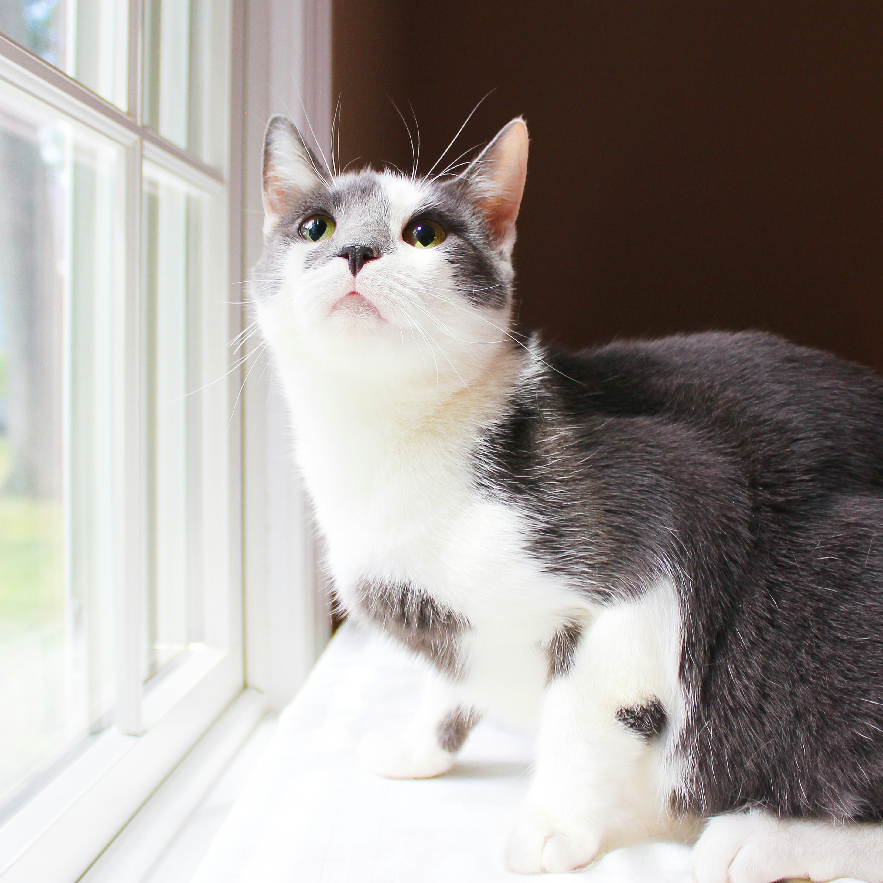 A gray and white cat sitting on a window sill